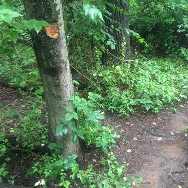 Gambrill State Park Camping | The Dyrt