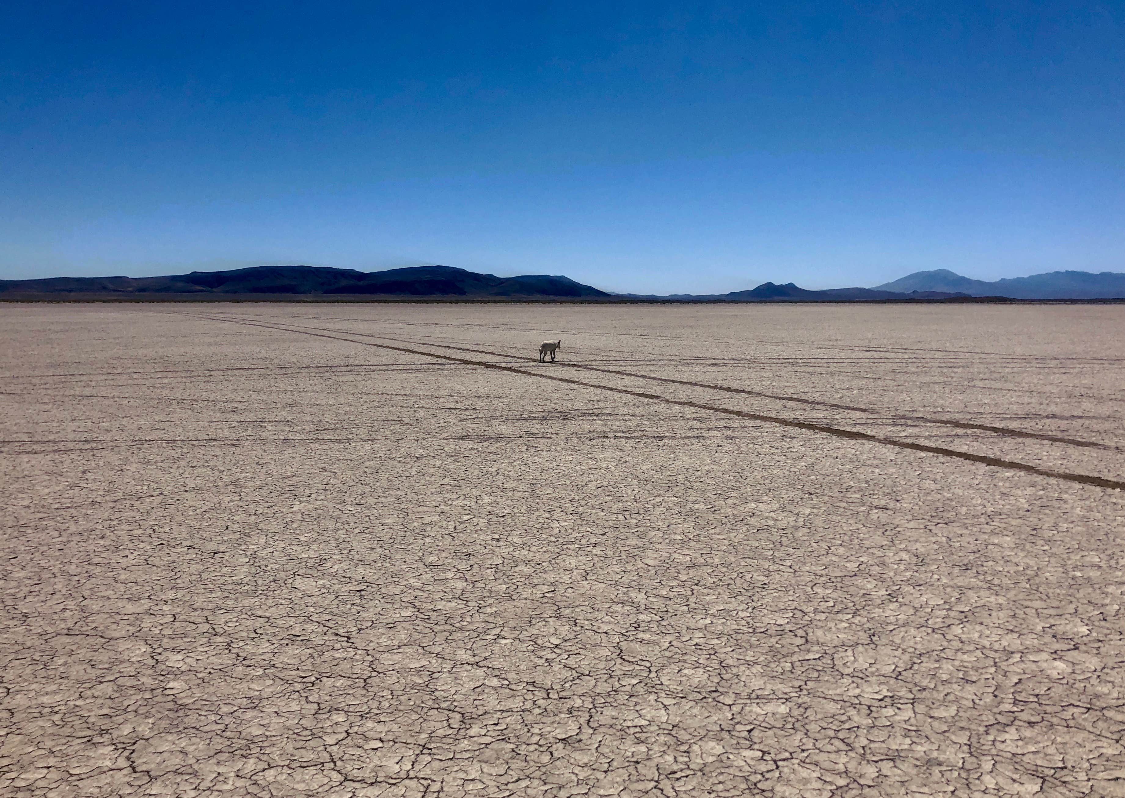 Alvord Desert | The Dyrt