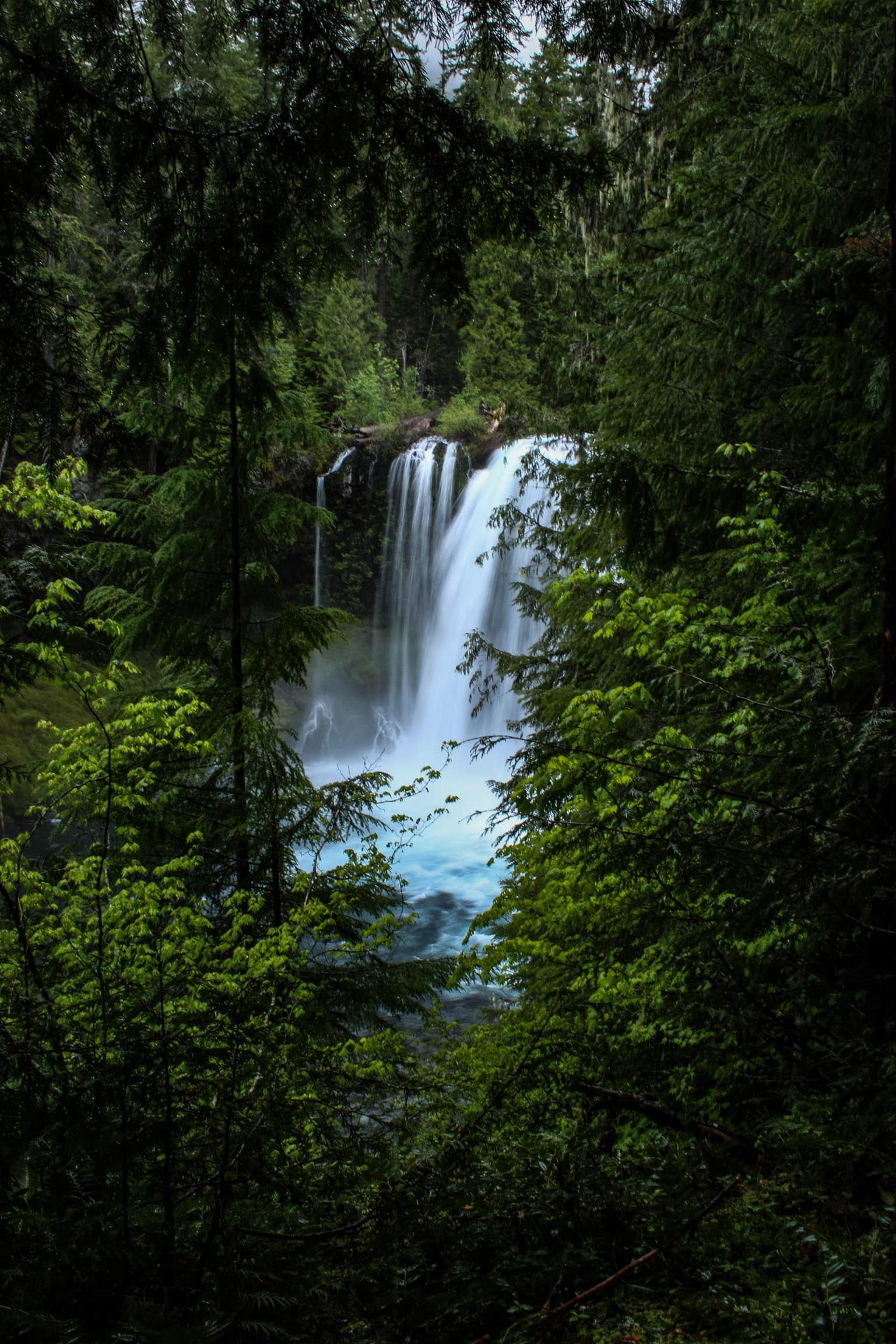 McKenzie River Area Camping | Mckenzie Bridge, OR