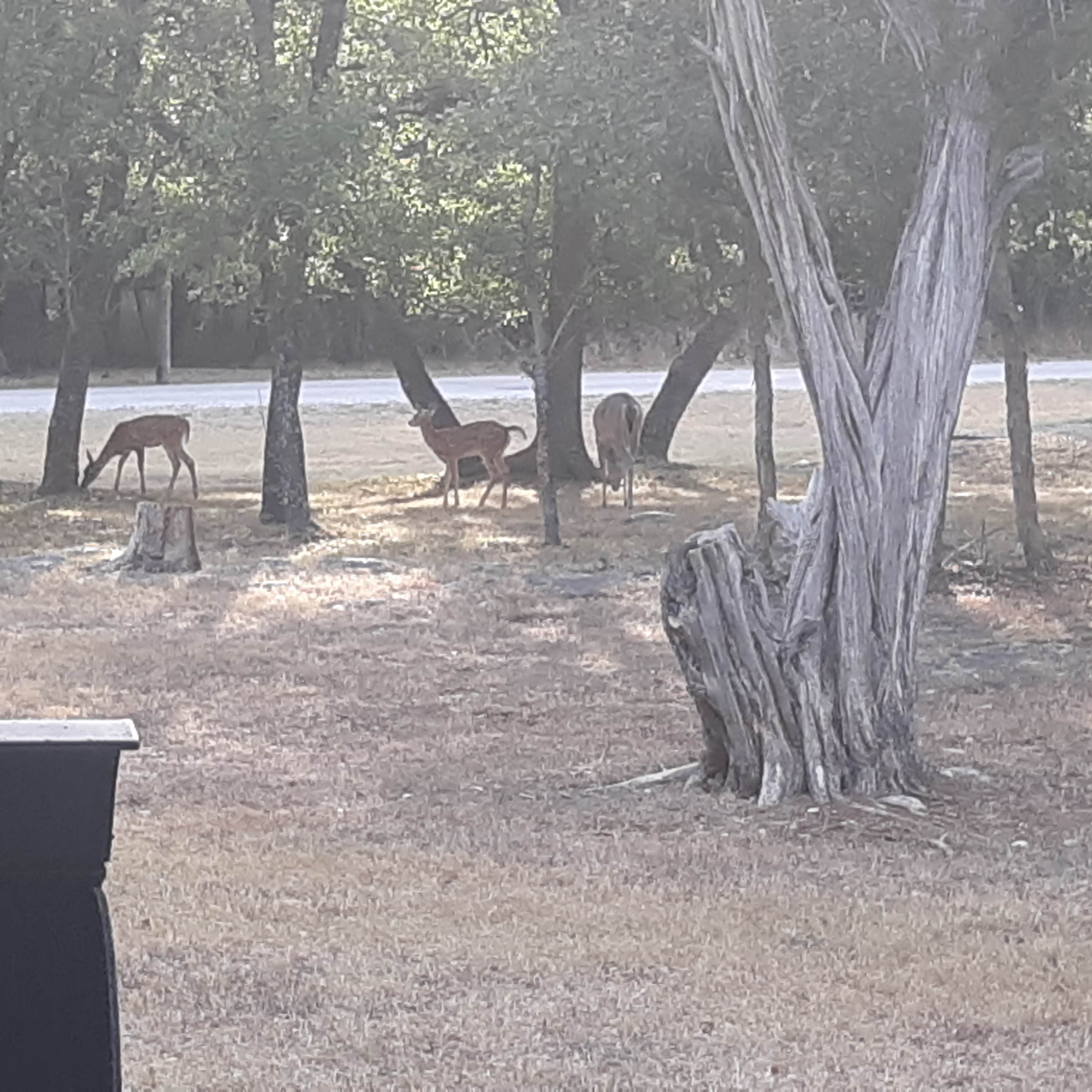 Cedar Ridge (TX) Camping | The Dyrt