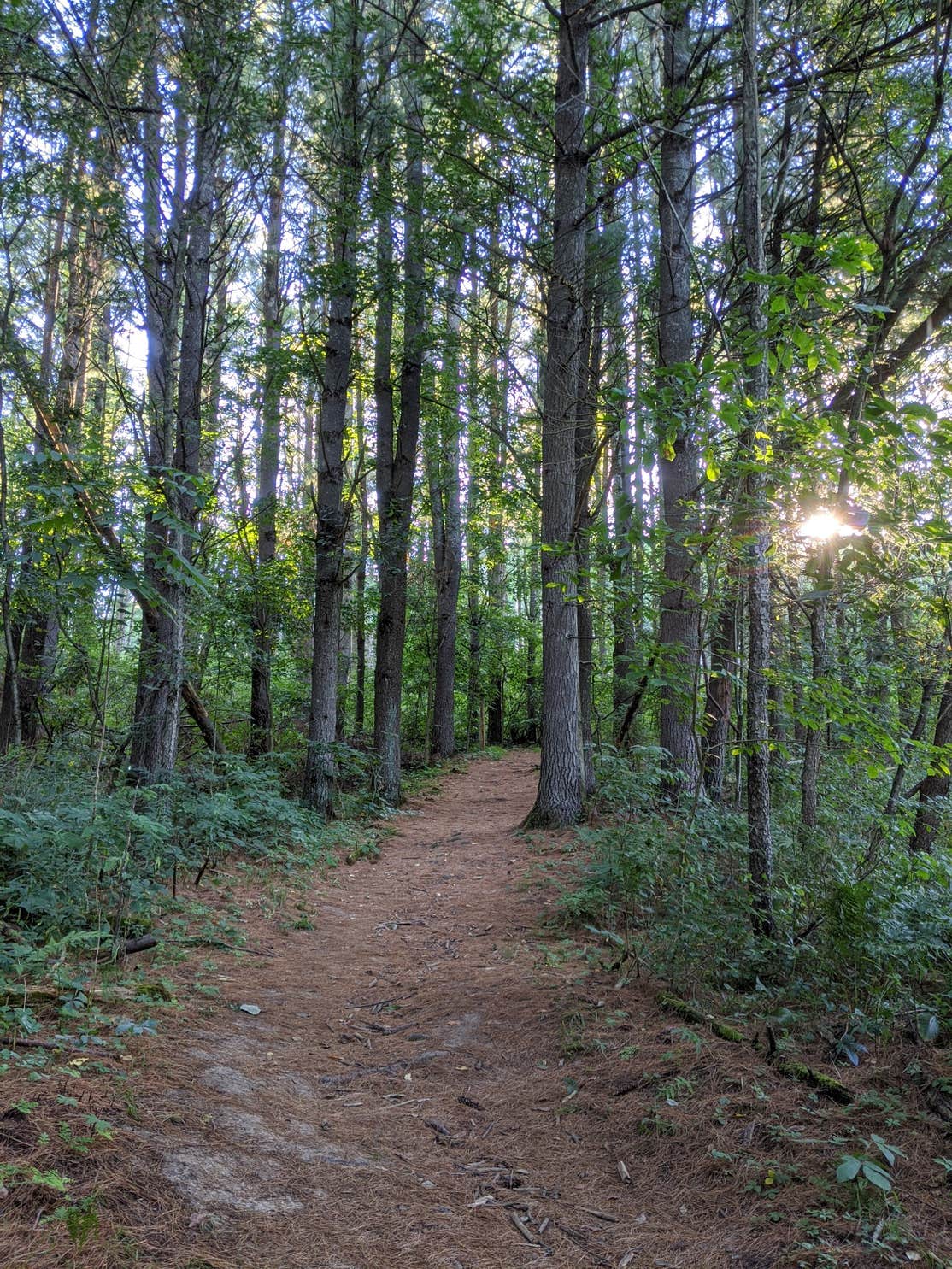 Wildcat Mountain | The Dyrt