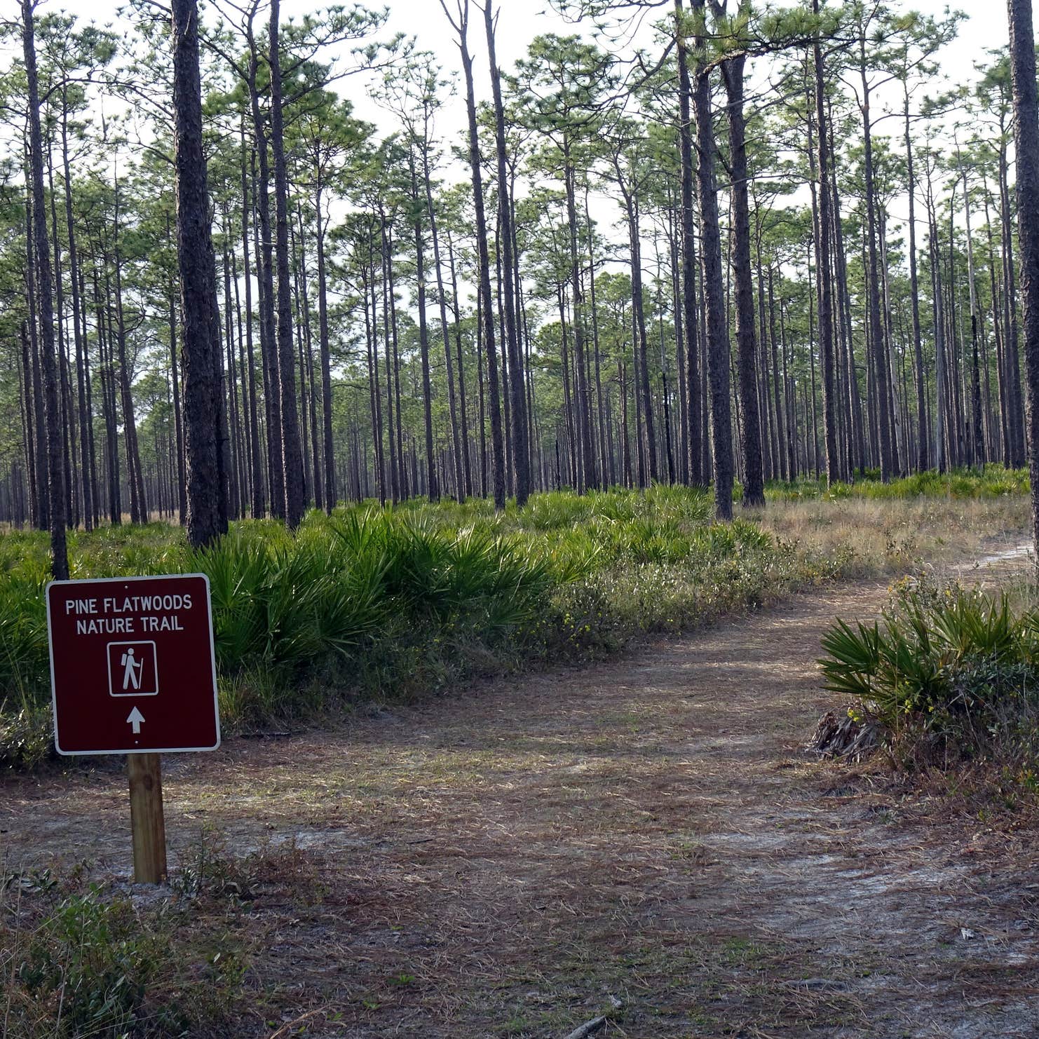 Ochlockonee River State Park Camping | The Dyrt