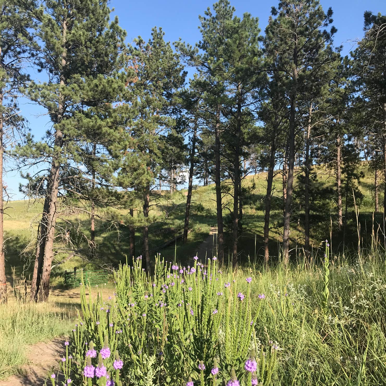 Nebraska National Forest at Chadron Camping | Chadron, NE