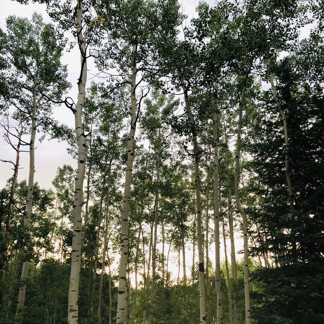 Silver Jack Campground Camping | The Dyrt