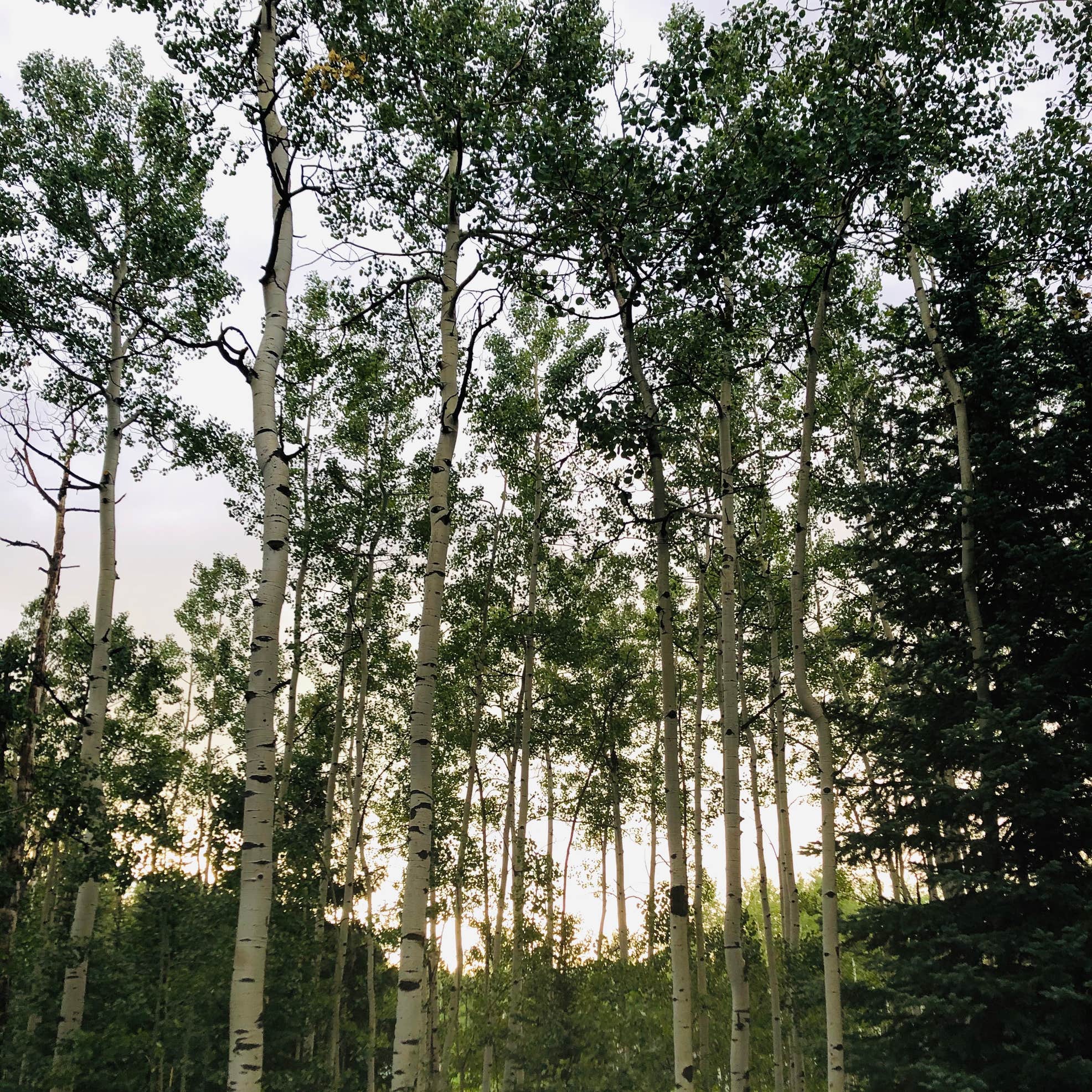 Silver Jack Campground Camping | The Dyrt