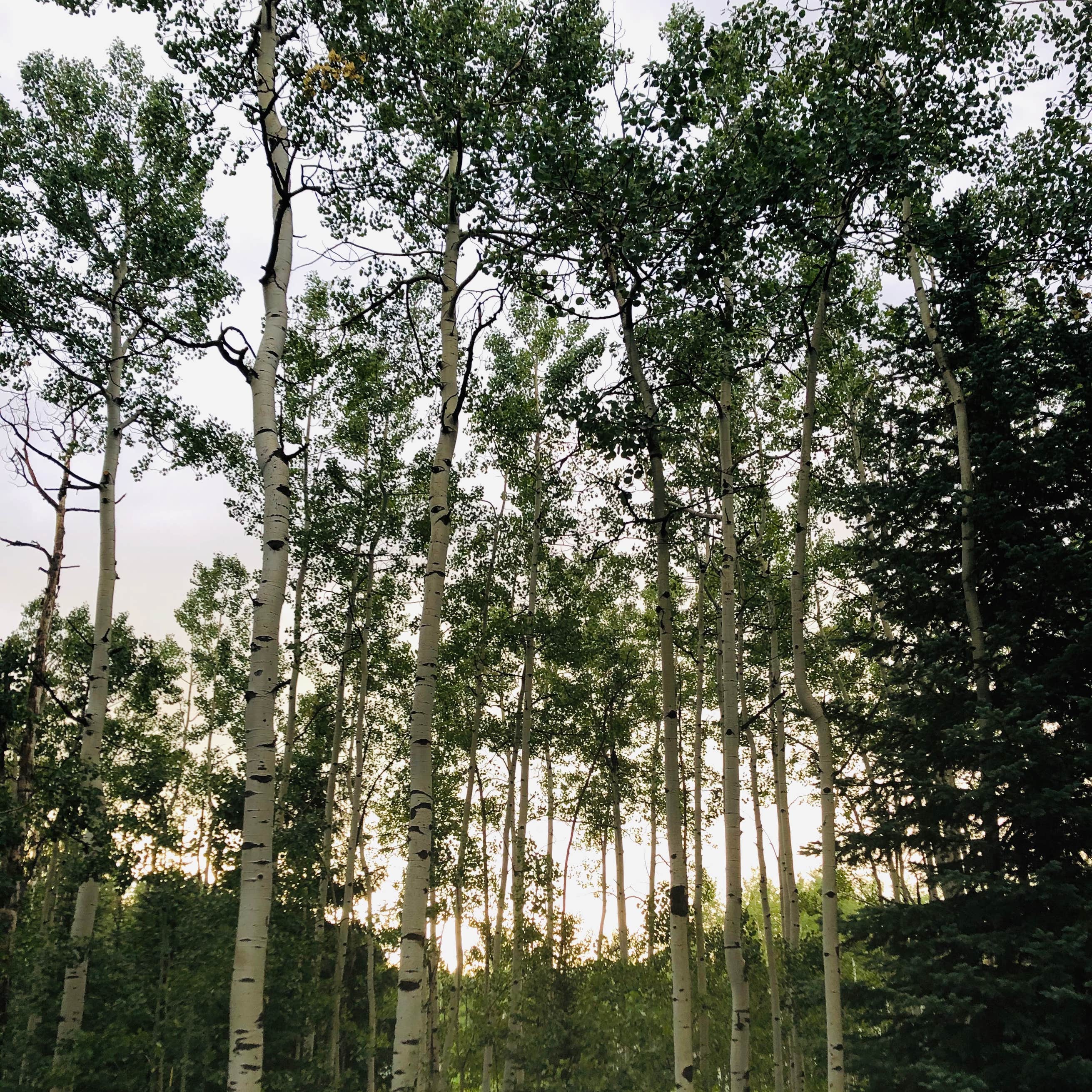 Silver Jack Campground Camping | The Dyrt