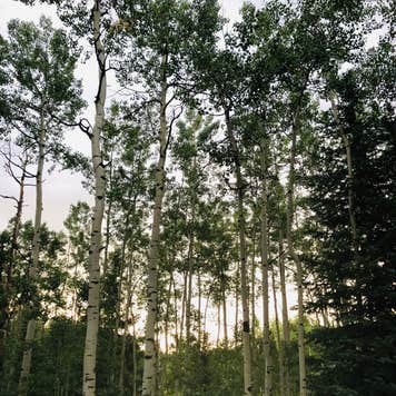 Silver Jack Campground Camping | The Dyrt