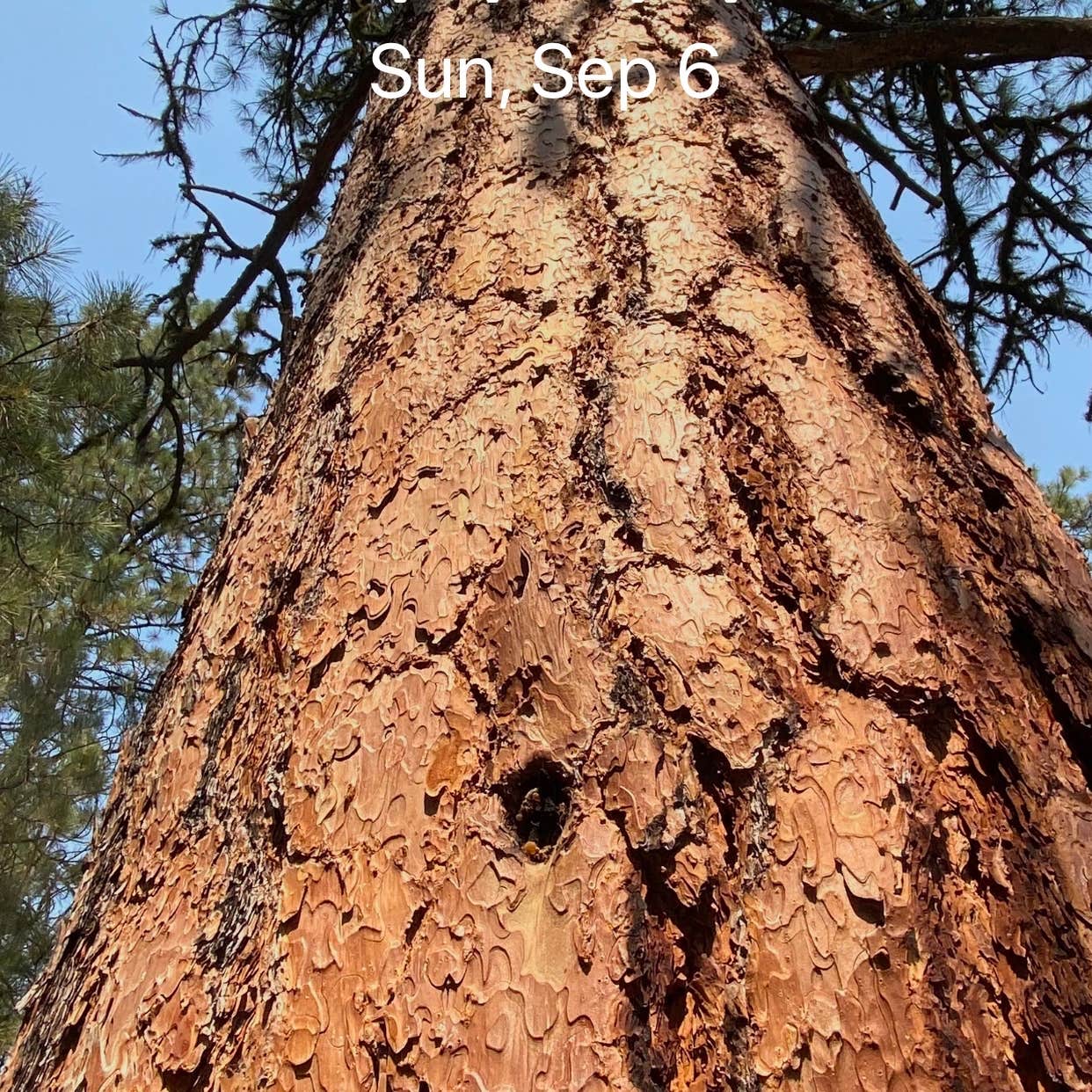 Yellowjacket Camping | Burns, Oregon