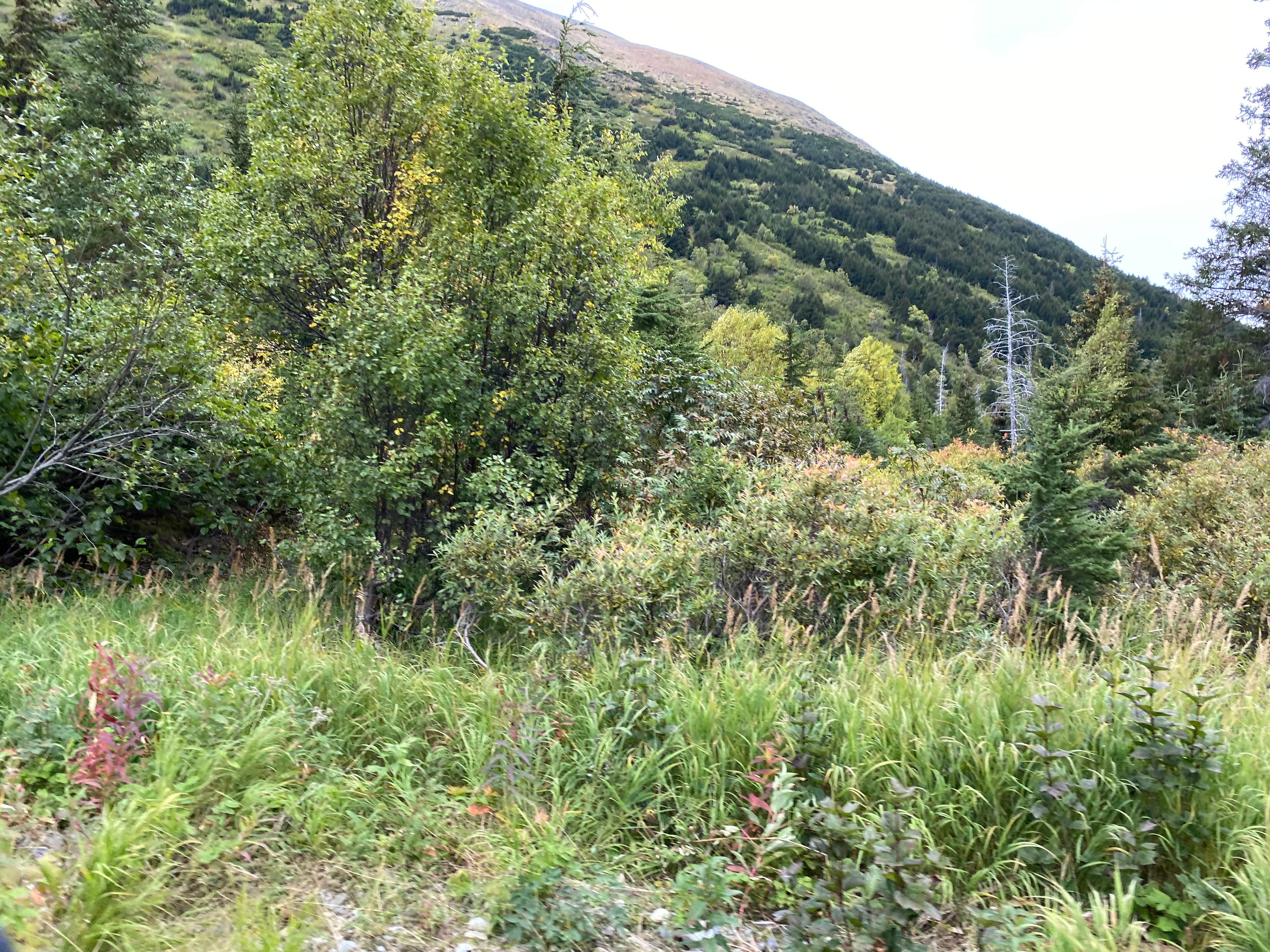 Hope Alaska Backcountry Sites Camping | Hope, AK