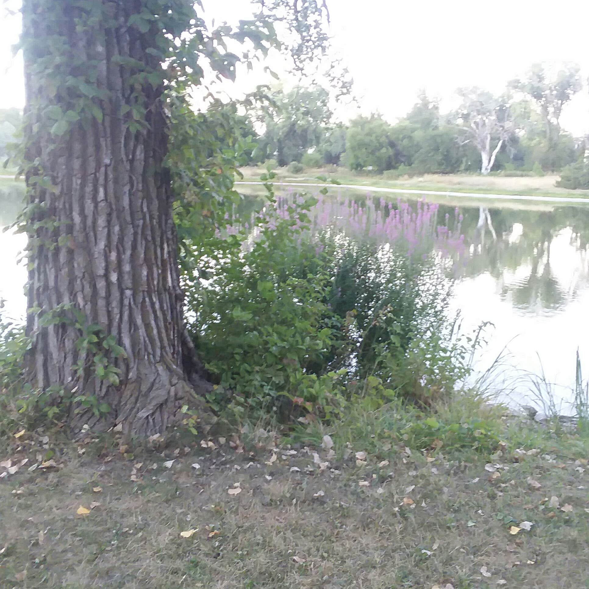 Union Pacific Cabooses — Two Rivers SRA Camping | Waterloo, Nebraska