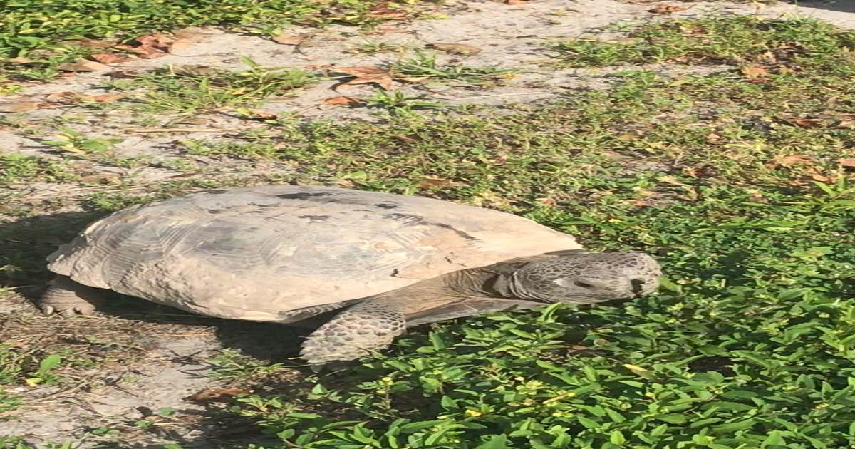 Lake Park Camping | Lutz, Florida