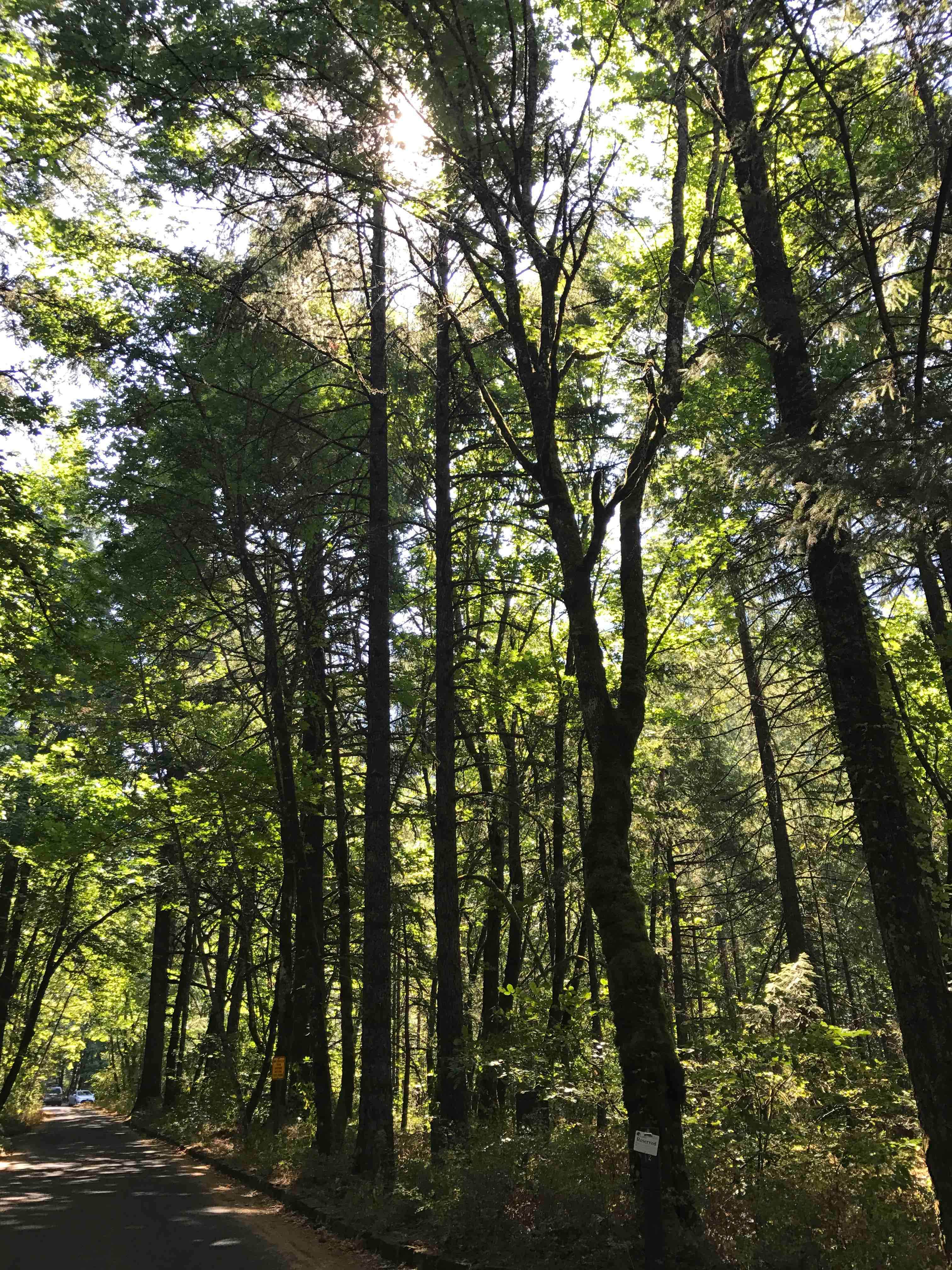 Wyeth Campground at the Gorge | Cascade Locks, OR