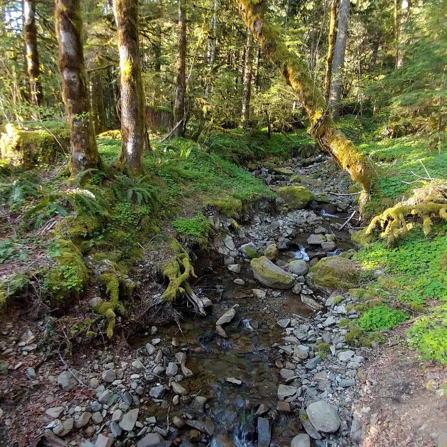 Merrill Lake Campground | Cougar, Washington