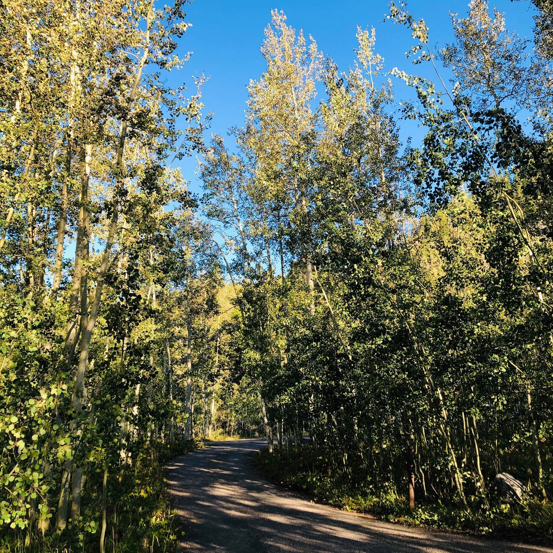 Weller Campground | Aspen, CO