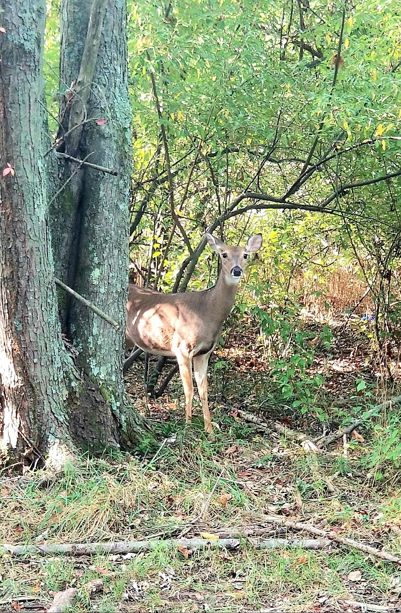 Wayne Fitzgerrell State Park Campground | Whittington, Illinois