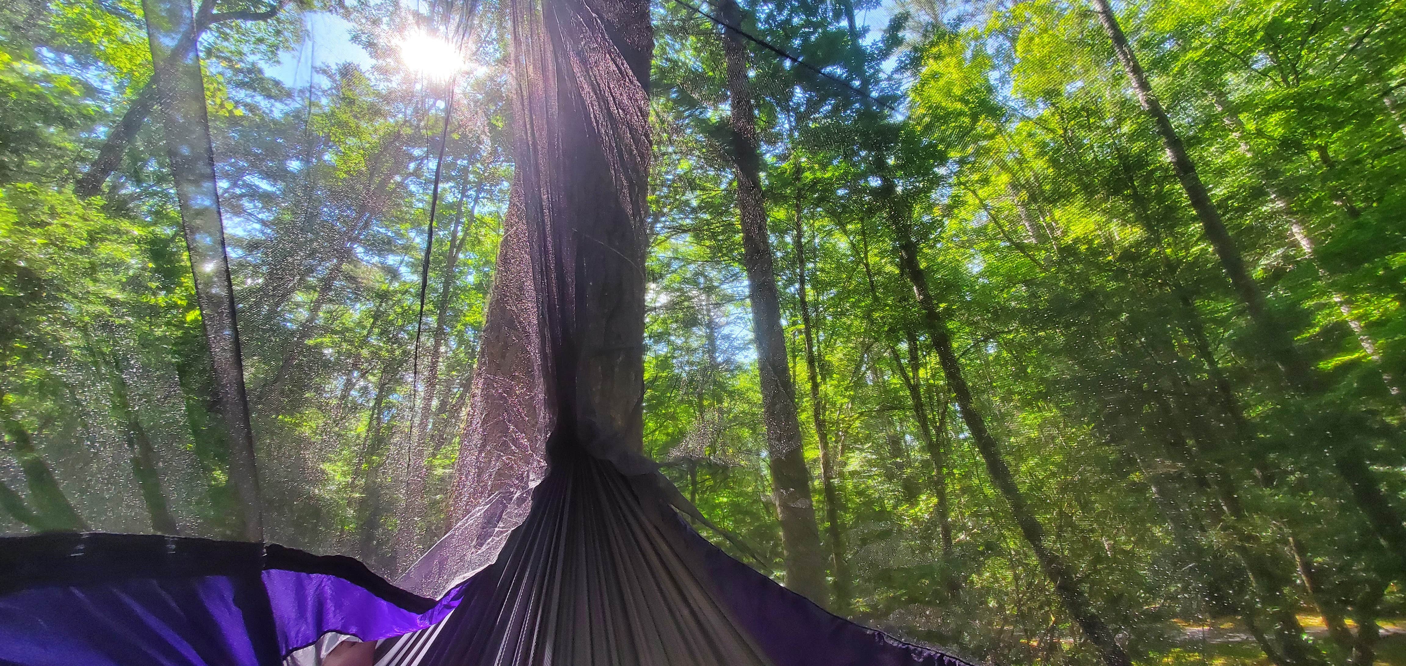 Seneca State Forest | The Dyrt