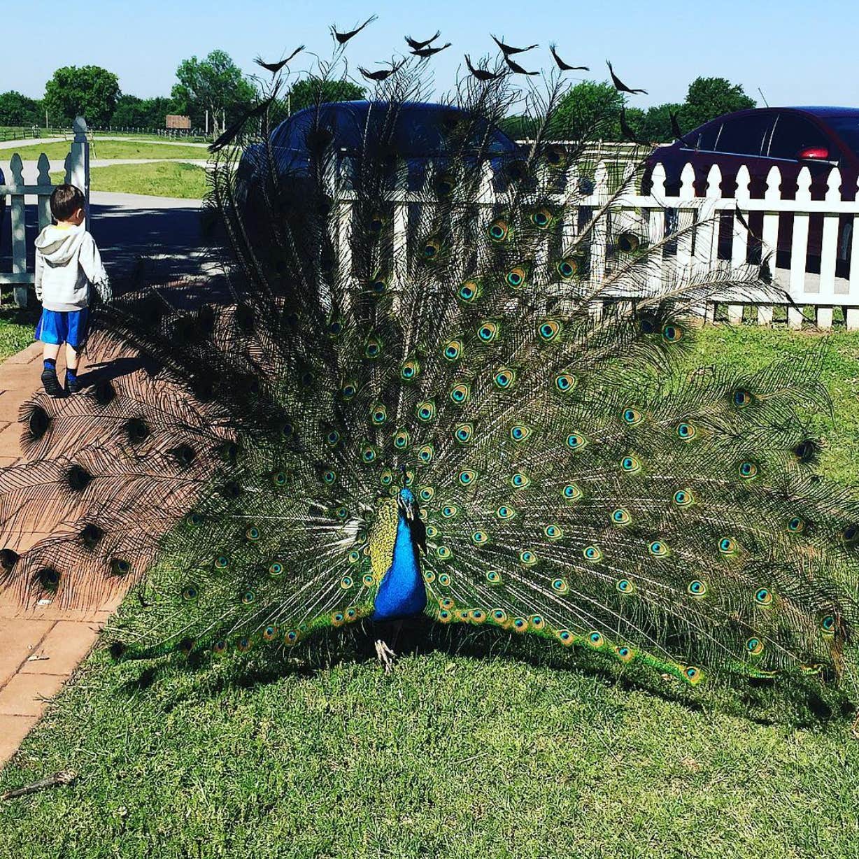 Dog Iron Ranch & Will Rogers Birthplace Camping | Oologah, Oklahoma