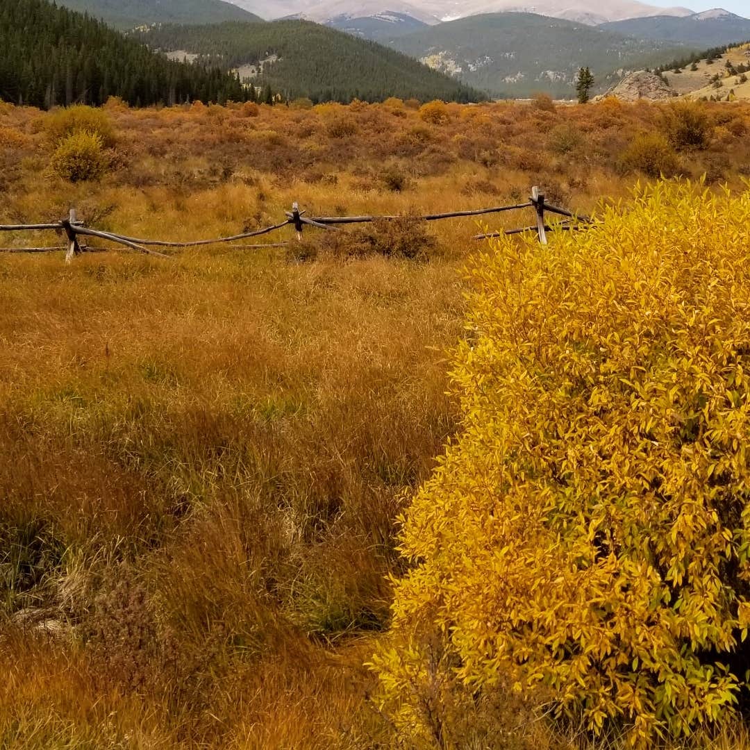 Burning Bear Campground Camping | Grant, CO | The Dyrt