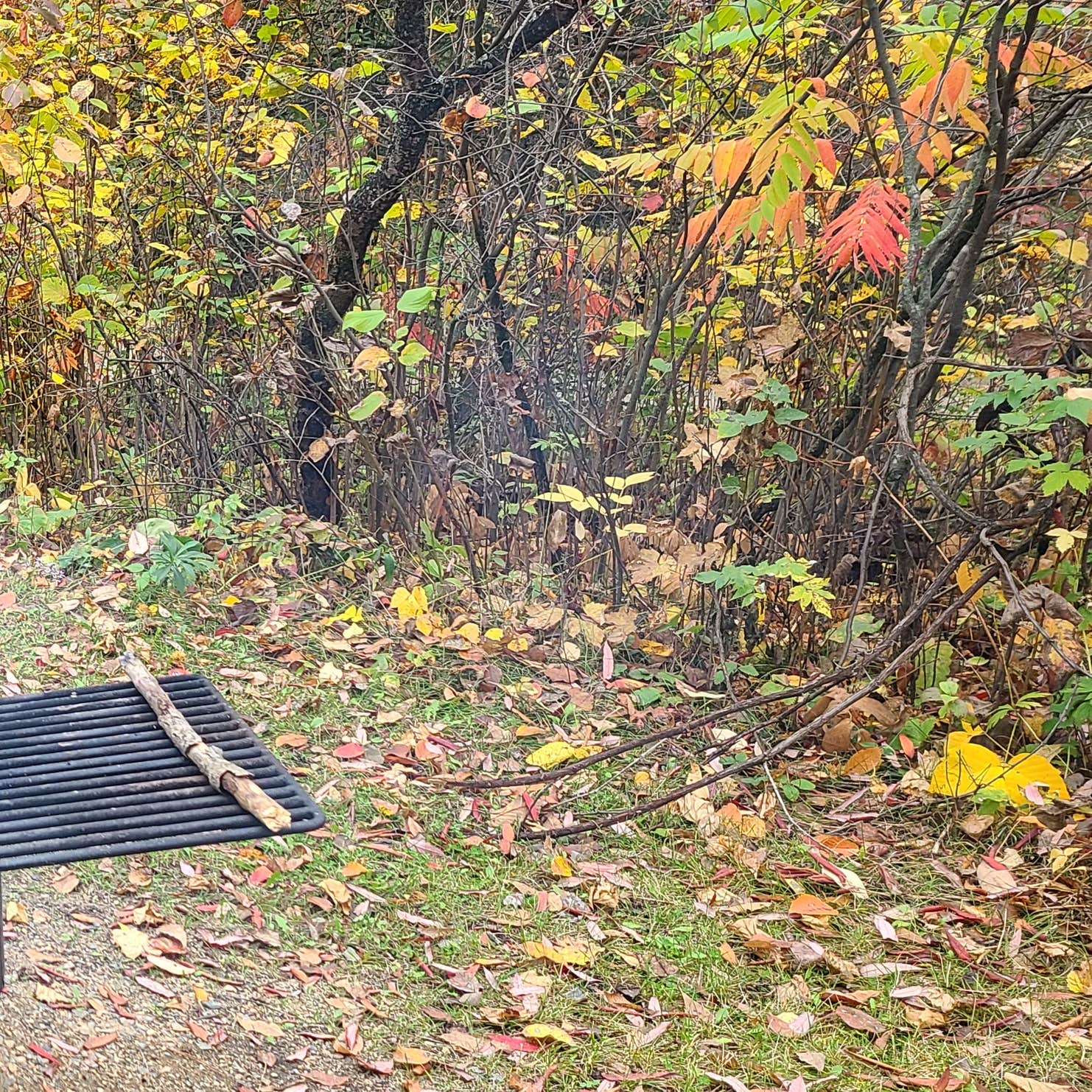 Mantrap Lake Campground and Day-Use Area | Park Rapids, MN
