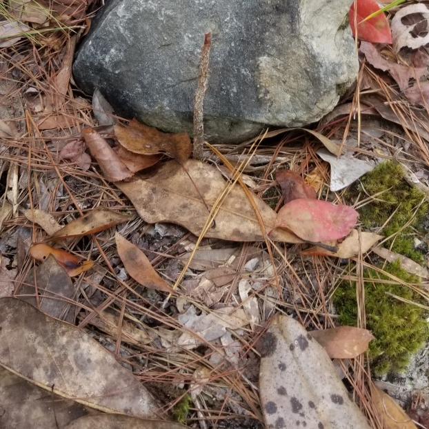 Blakeley State Park Campground | Spanish Fort, Alabama