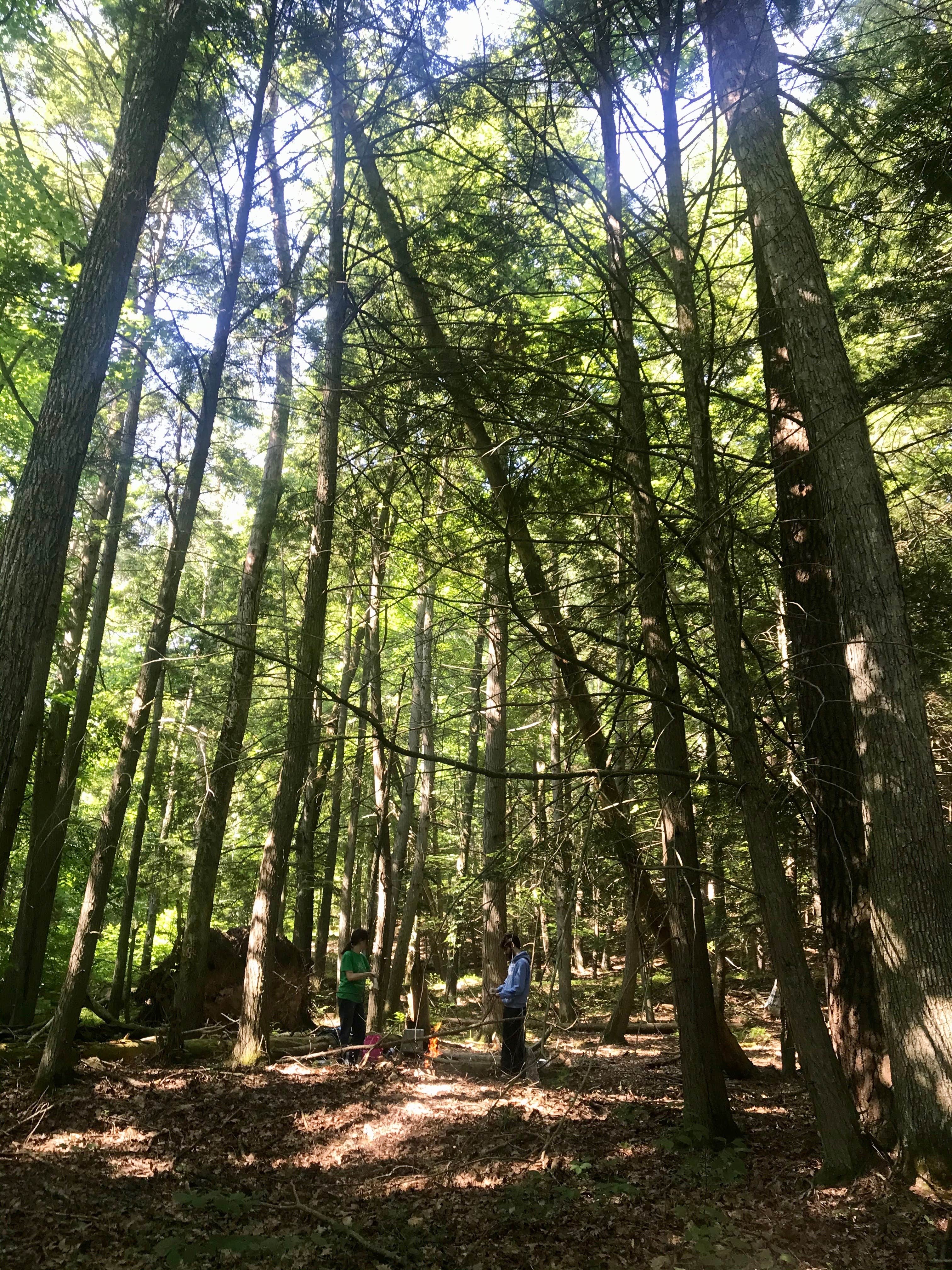 Green Ridge State Forest | The Dyrt