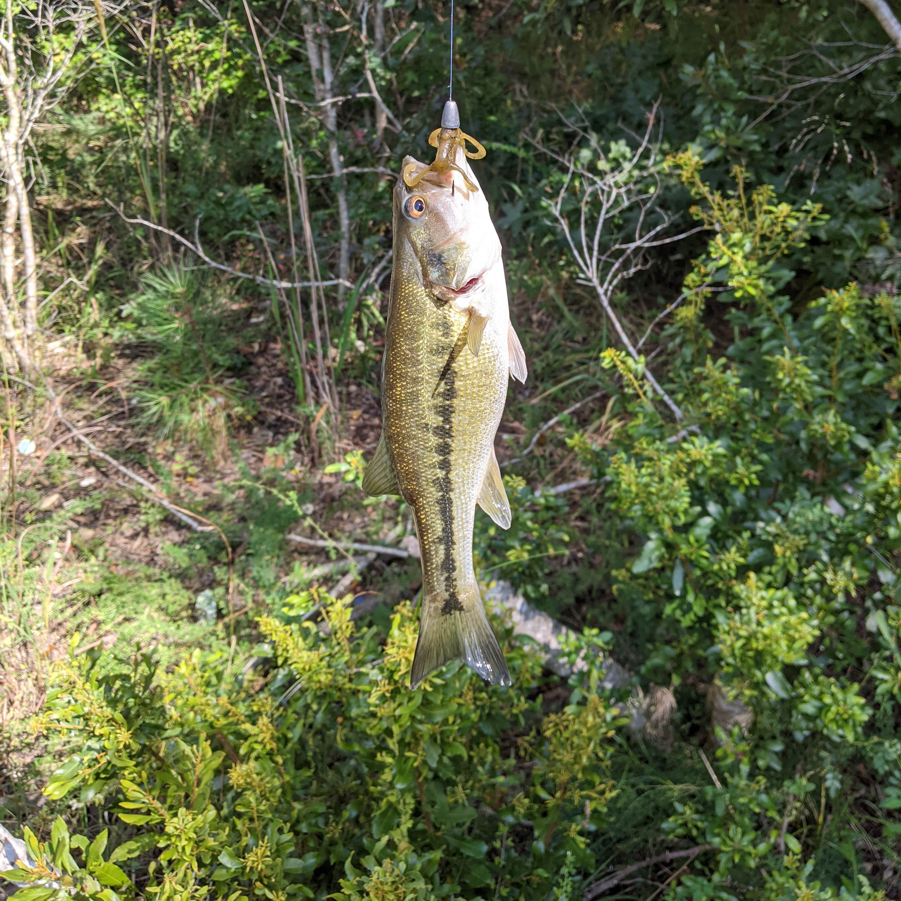 Whitetail Ridge Campground | Lagrange, GA