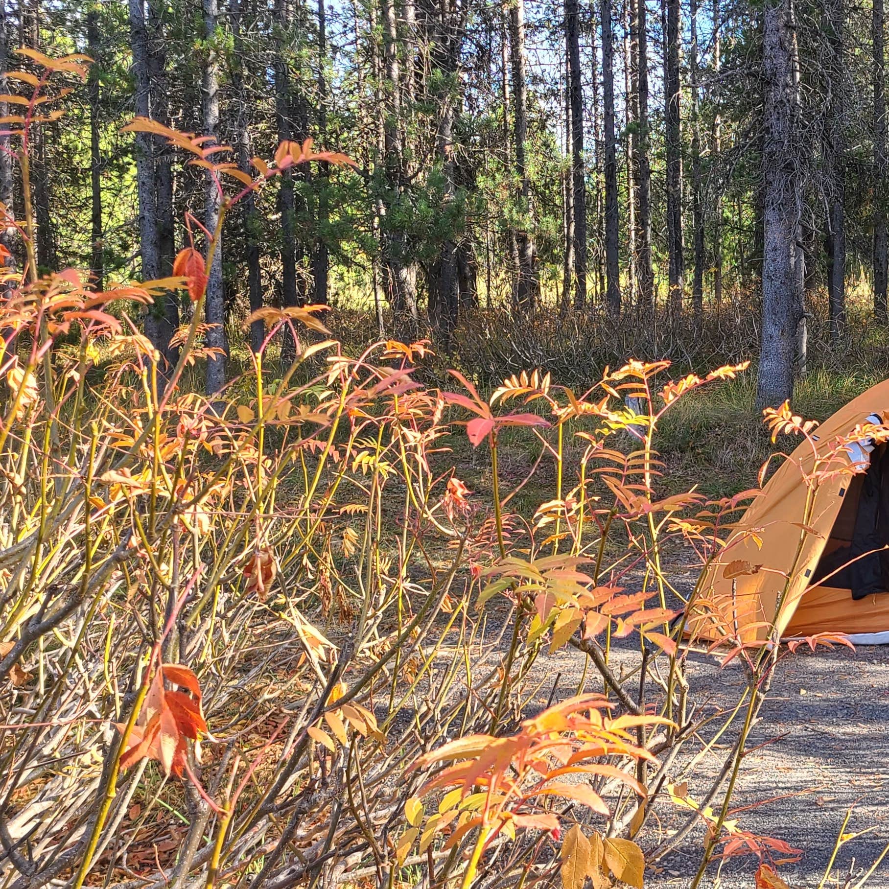 Flatrock Campground | Macks Inn, Idaho