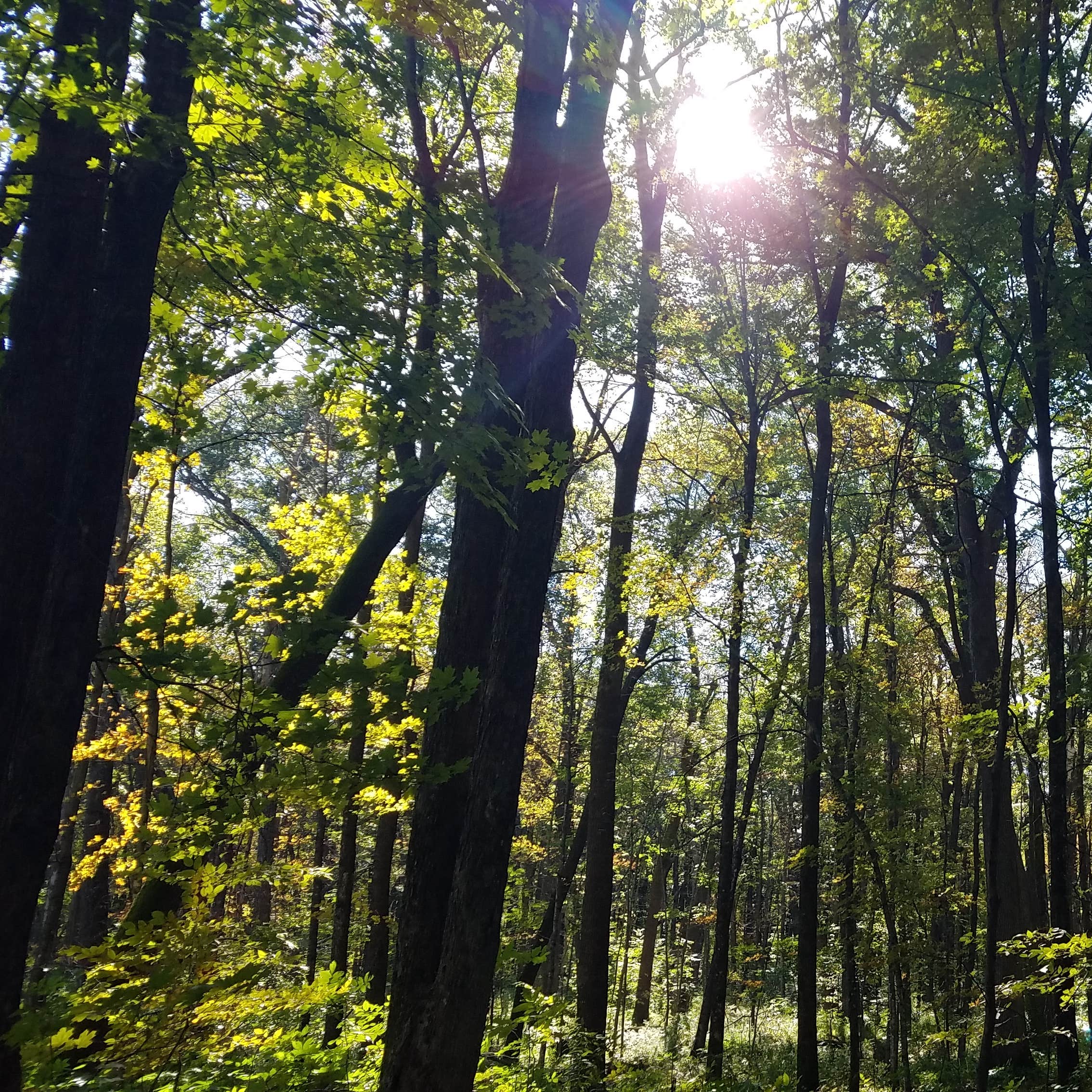 Nerstrand Big Woods State Park Camping | The Dyrt