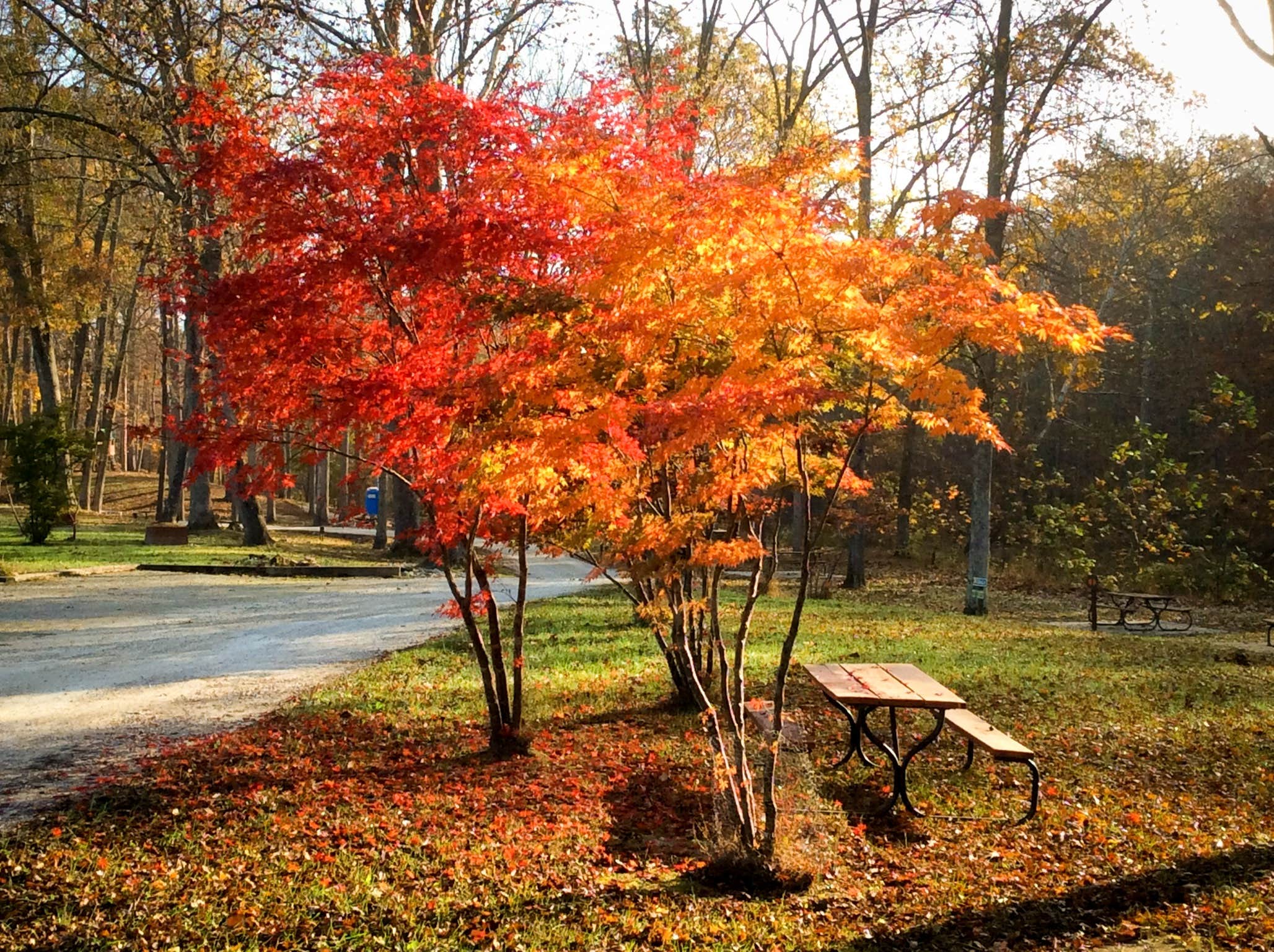 Sycamore Springs Park Camping | English, Indiana