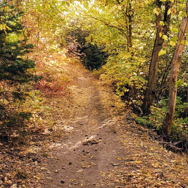 Uinta National Forest Whiting Campground | Maleton, UT