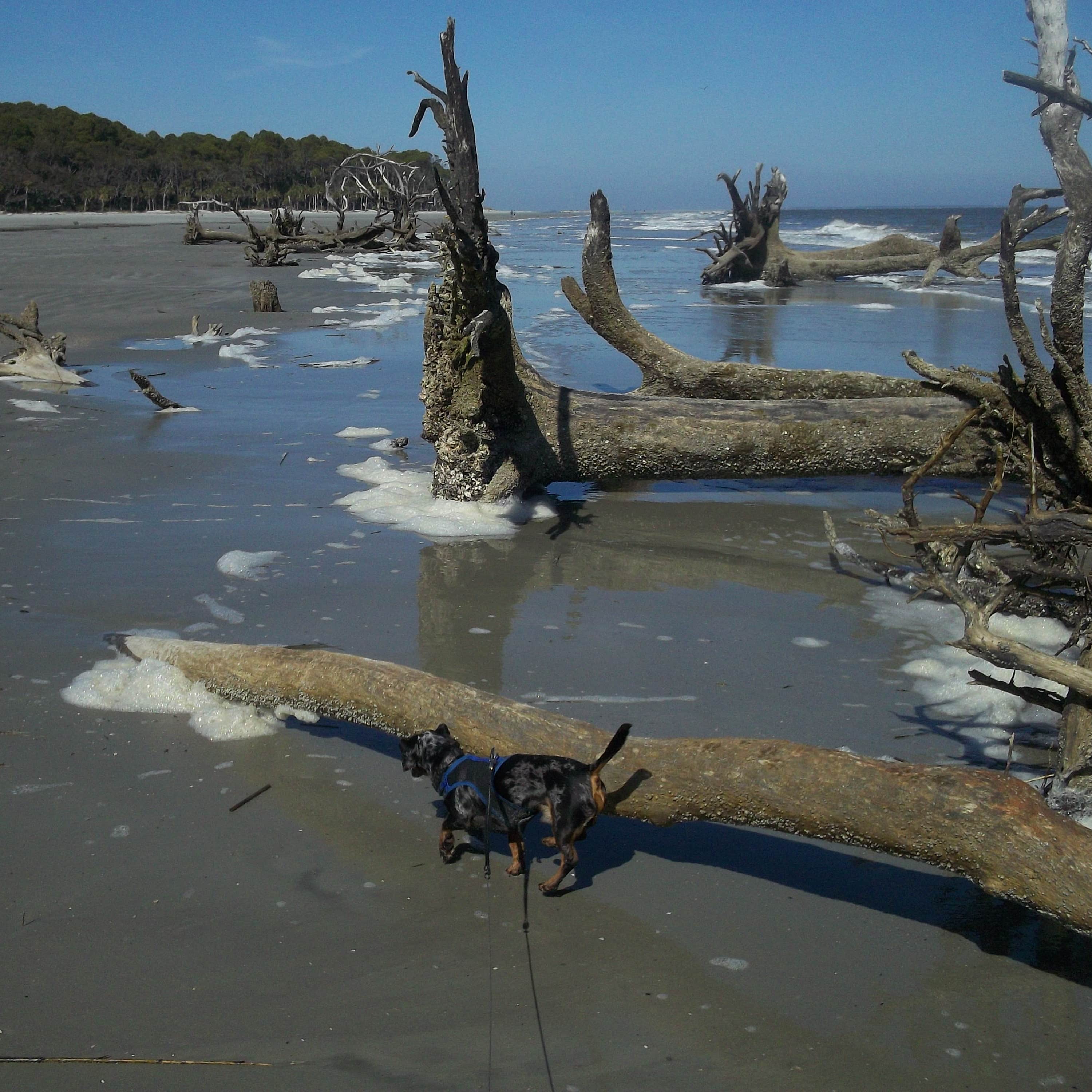 Hunting Island State Park Camping | The Dyrt