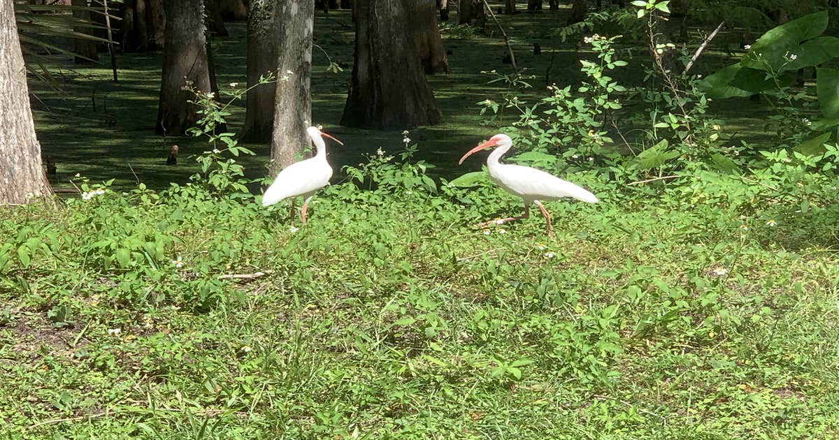 Sumter Oaks RV Park | Bushnell, FL