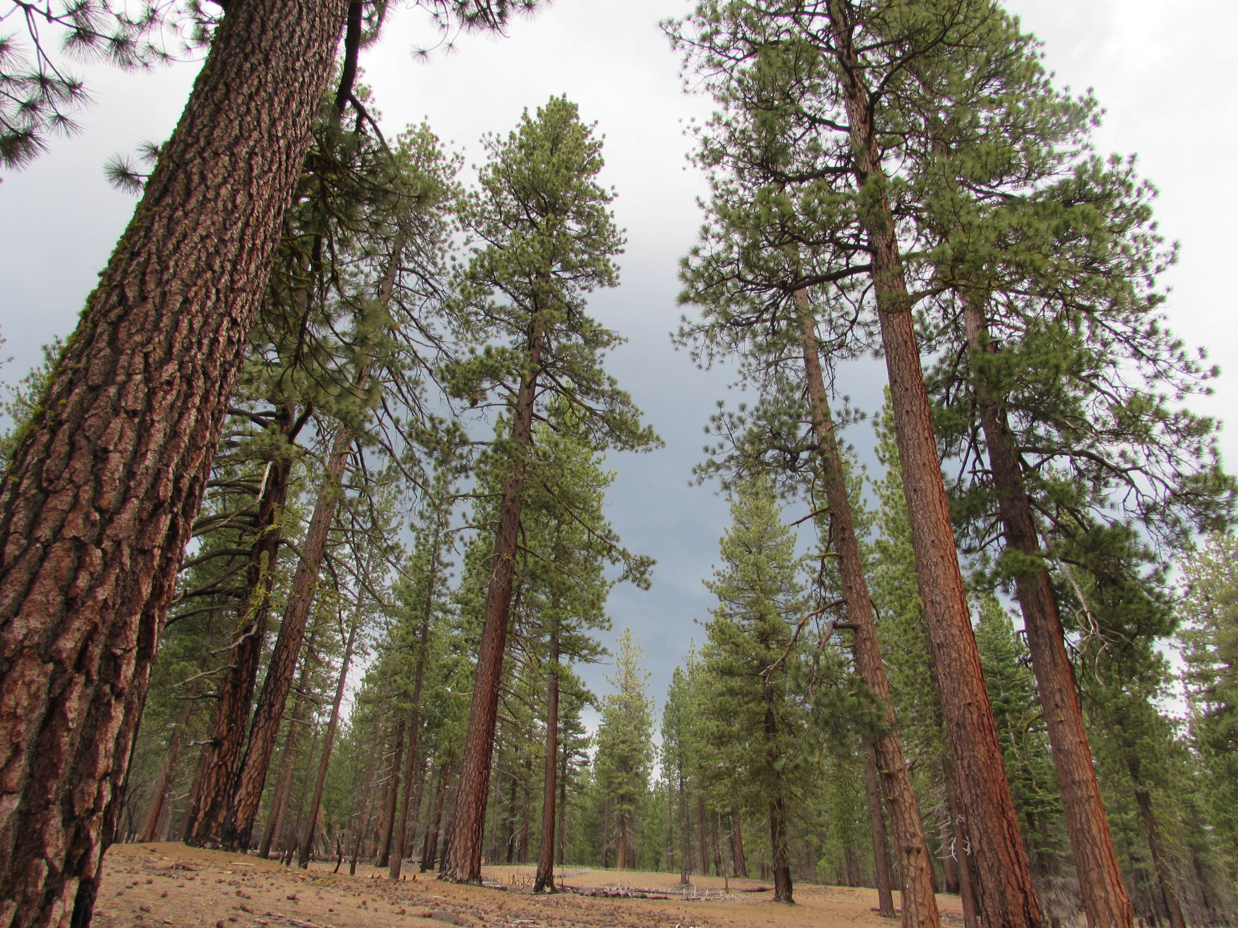 Butte Lake Campground — Lassen Volcanic National Park | Old Station ...