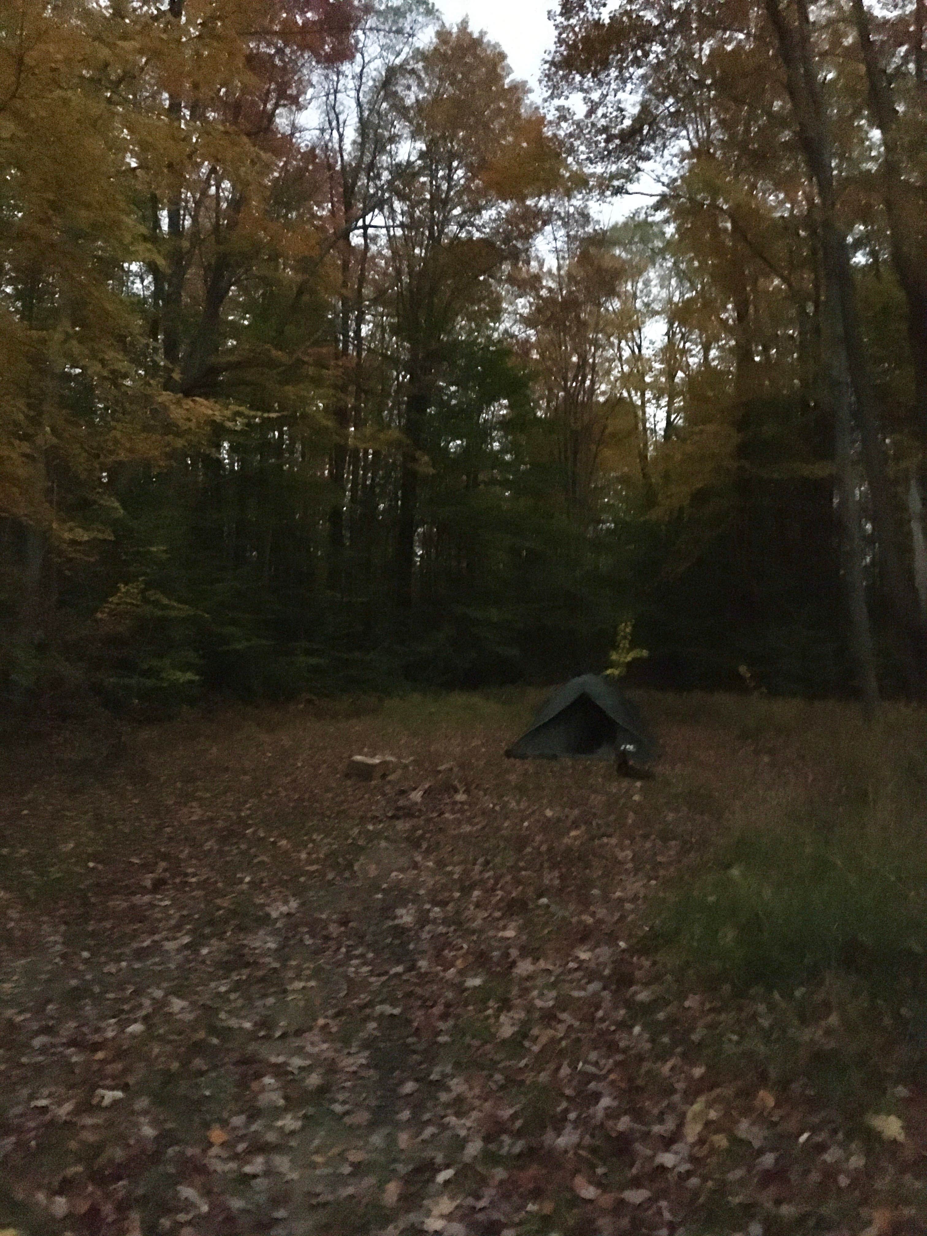 Loleta Road Dispersed Campsite | Marienville, PA