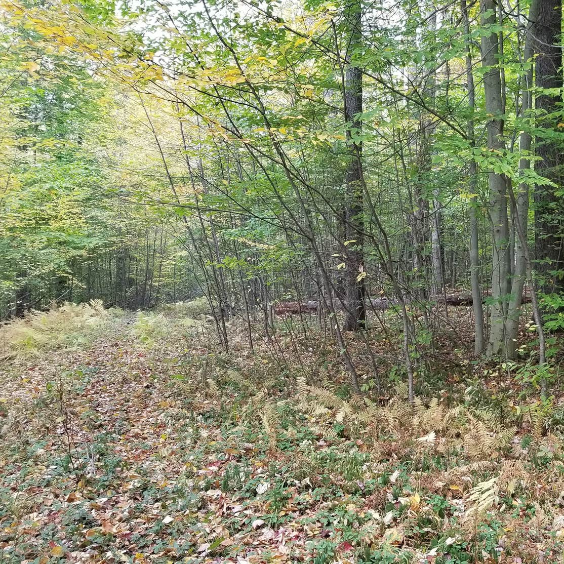 Loleta Recreation Camping | Marienville, Pennsylvania