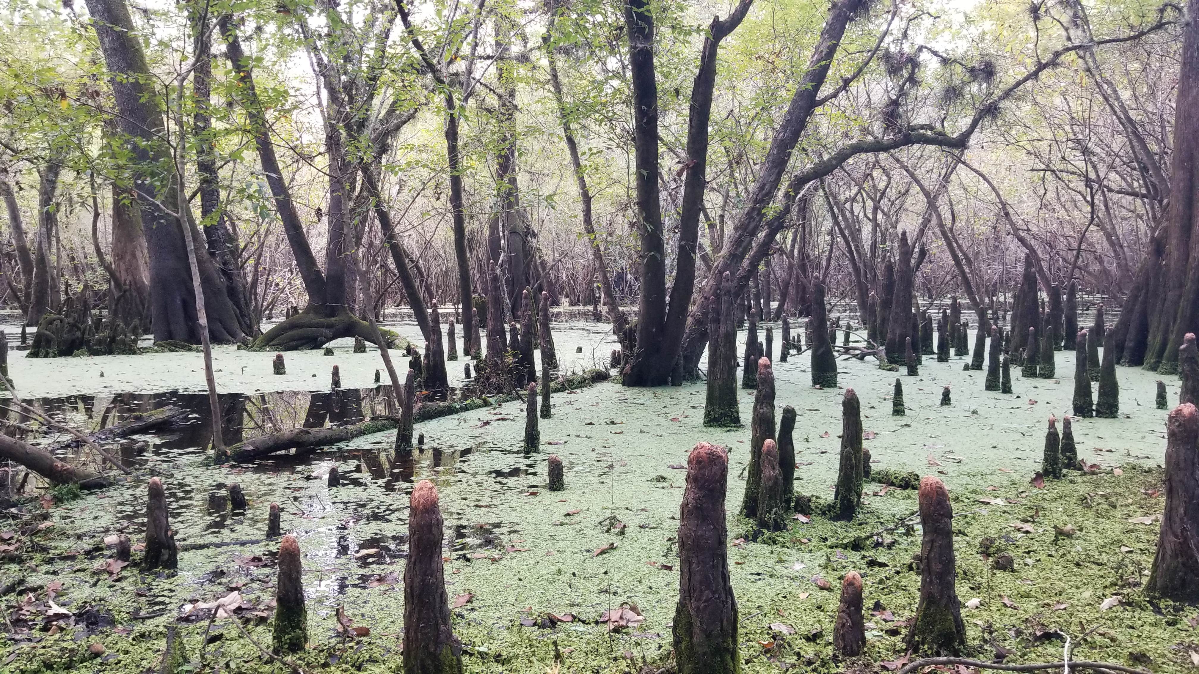 Otter Springs Resort Park and Campground | Trenton, FL