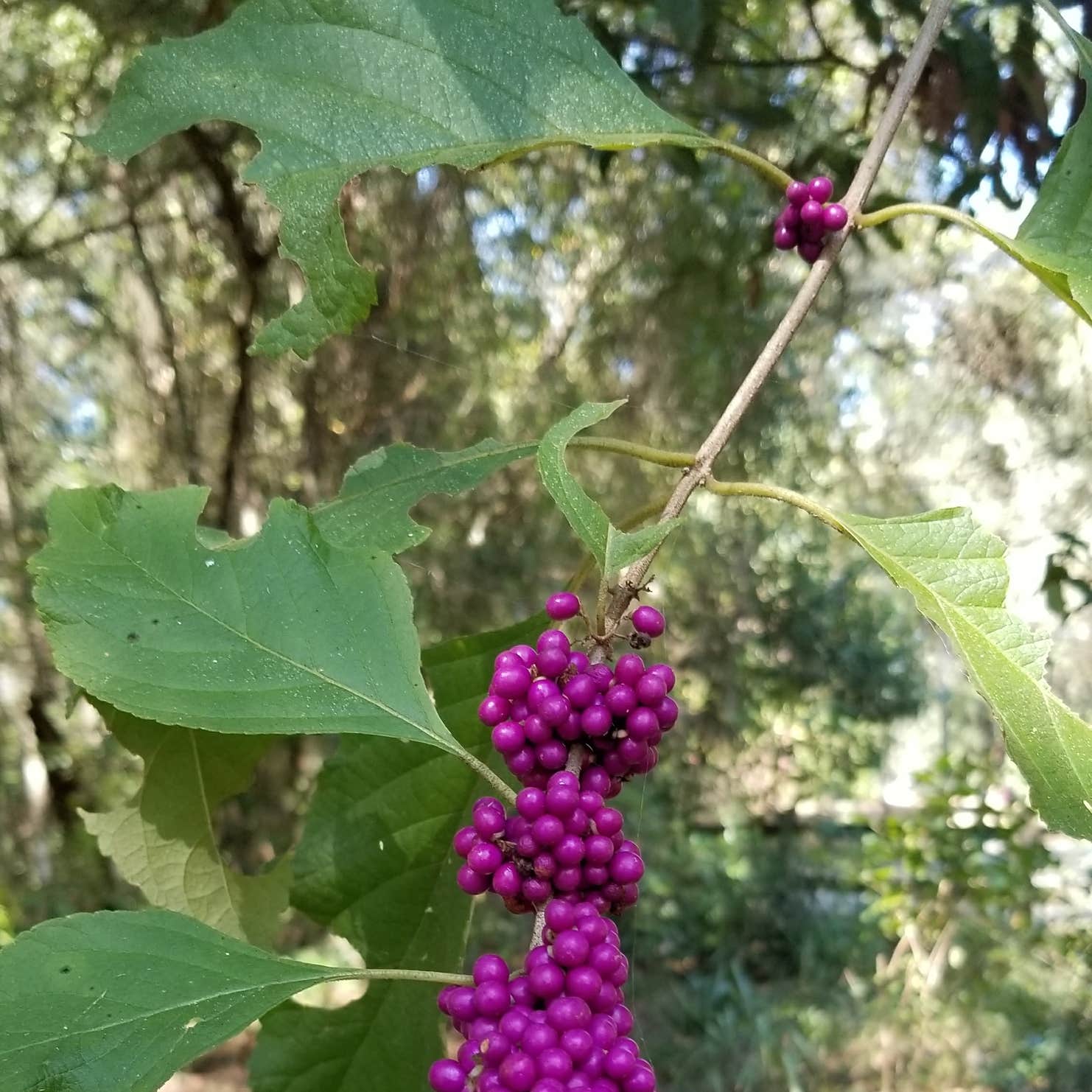 Fanning Springs State Park Campground | Fanning Springs, FL