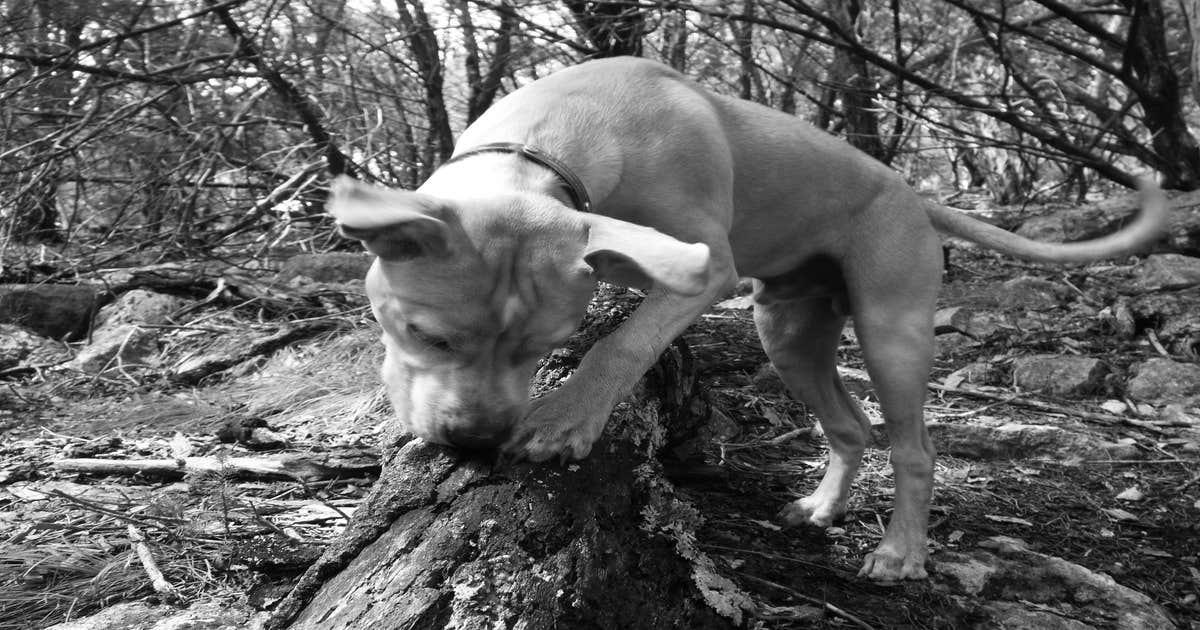 Landa RV Park & Campground | New Braunfels, Texas