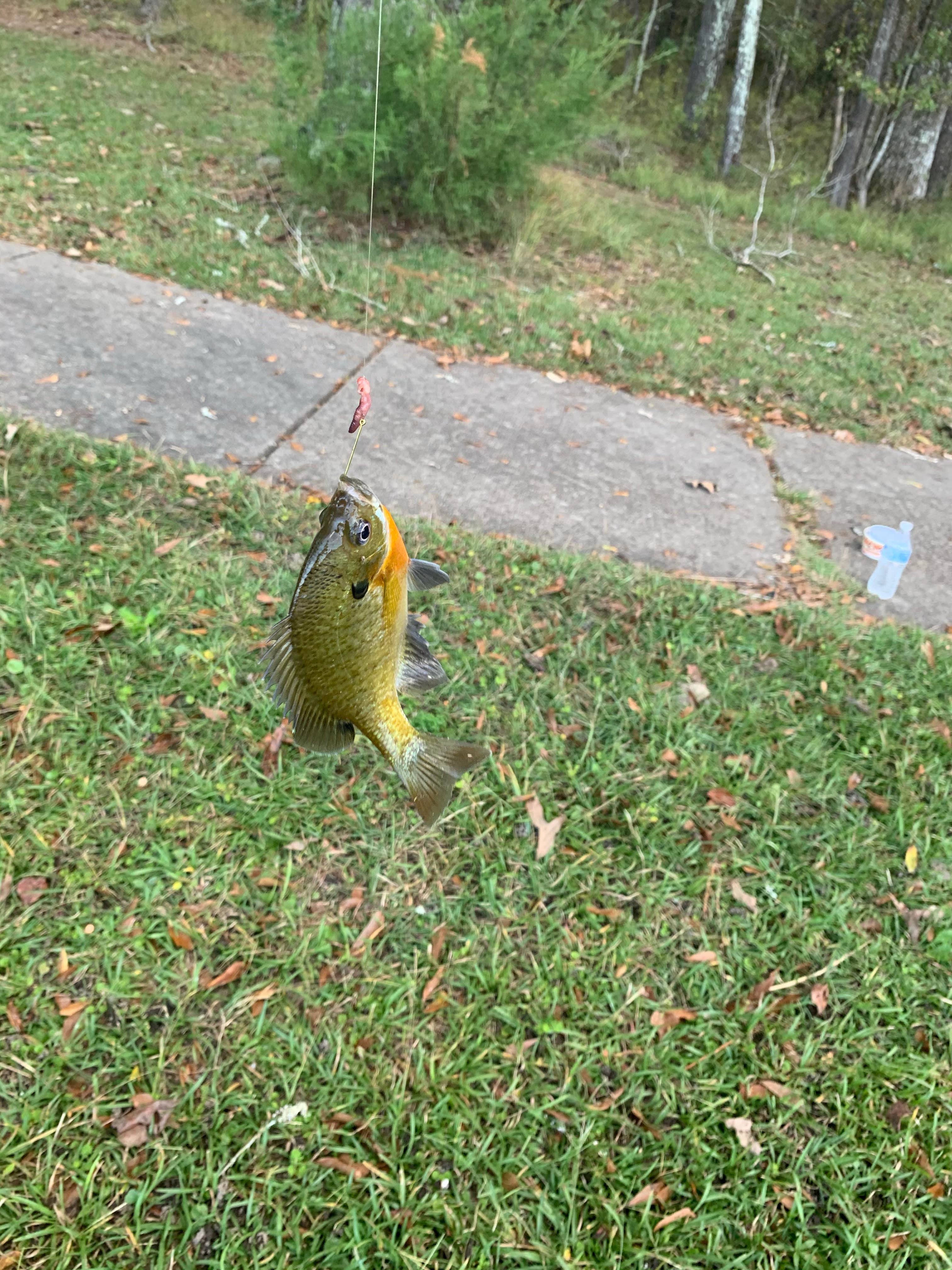 Turkey Fork Rec Area | The Dyrt