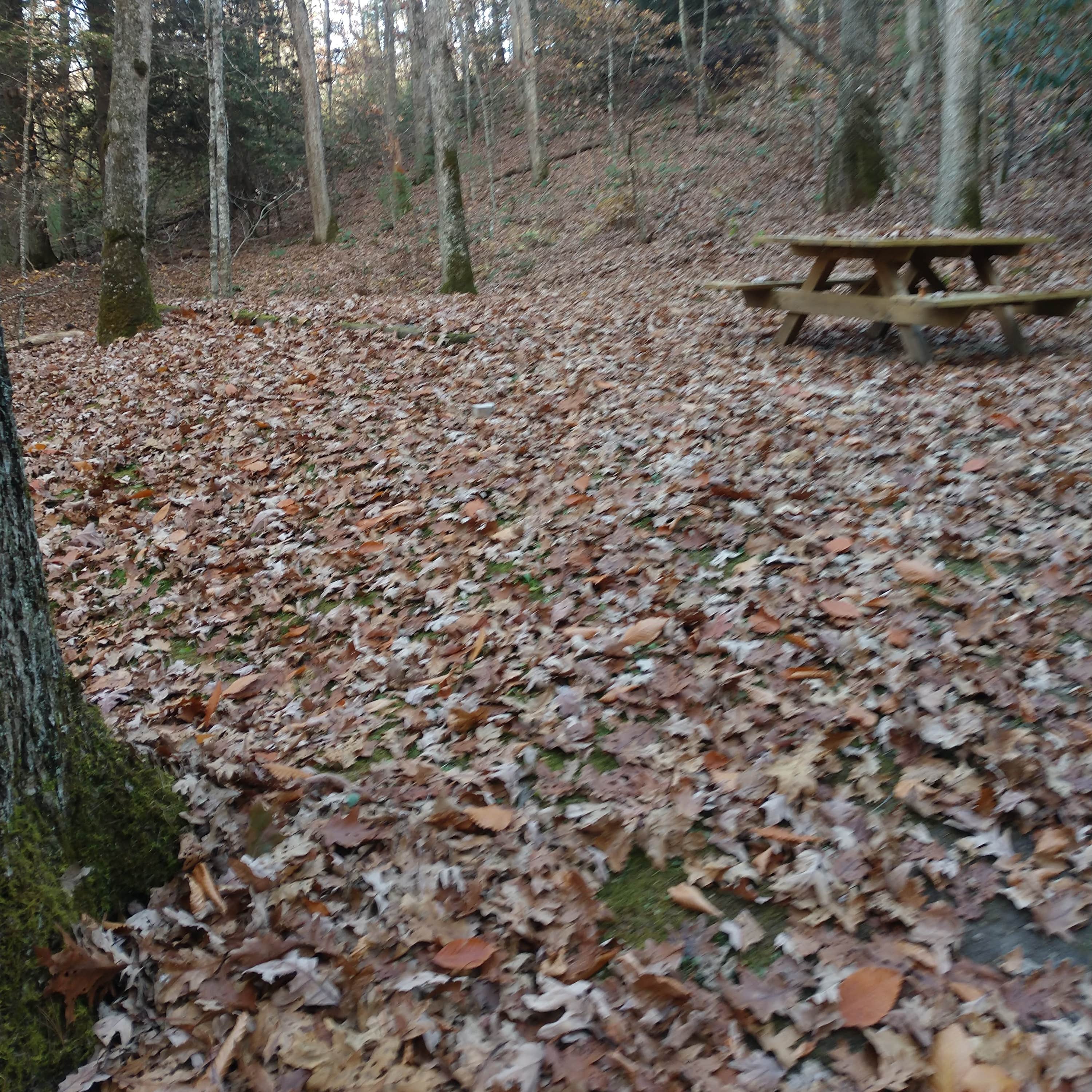 Seneca State Forest Camping | Dunmore, West Virginia