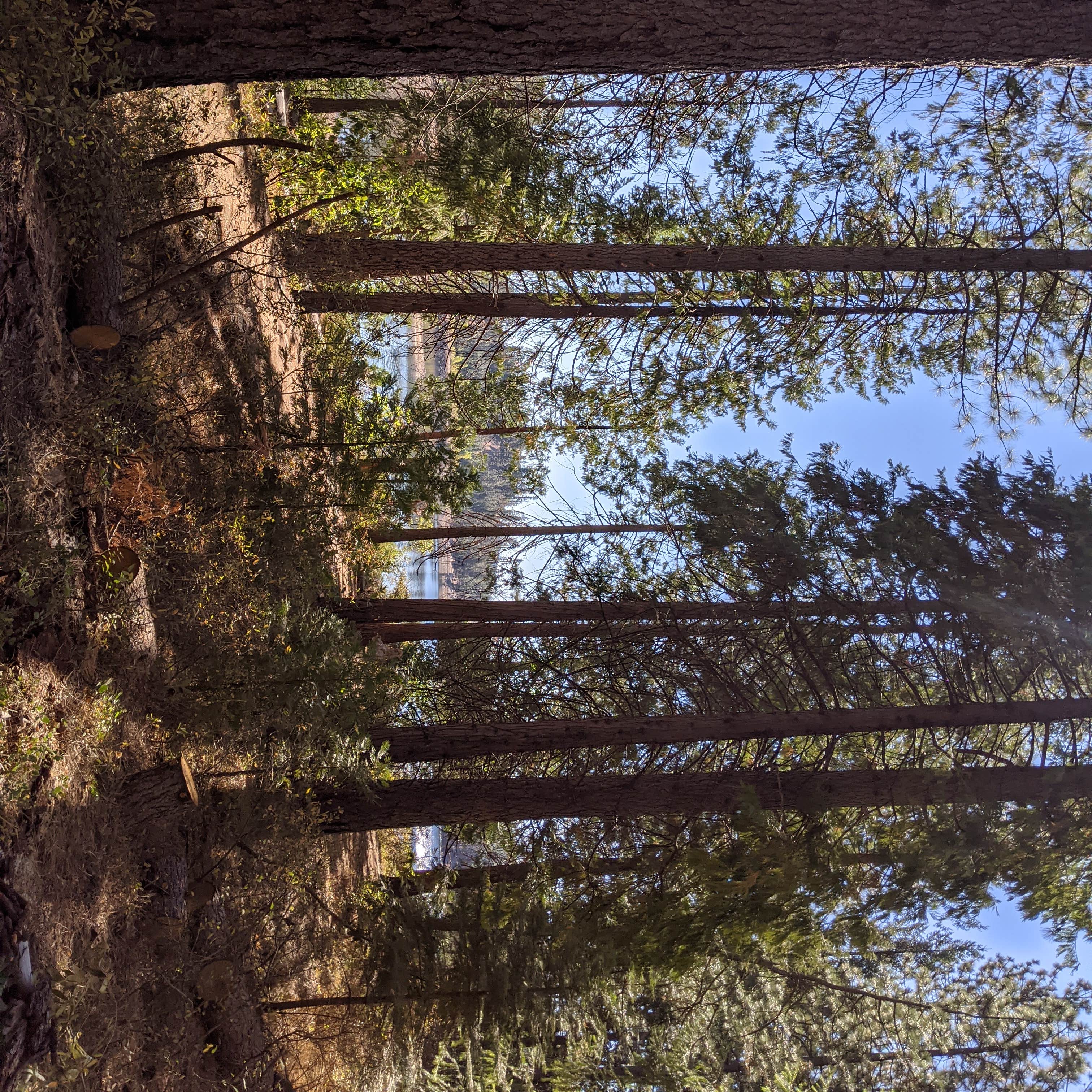 Giant Gap Camping | Gold Run, California