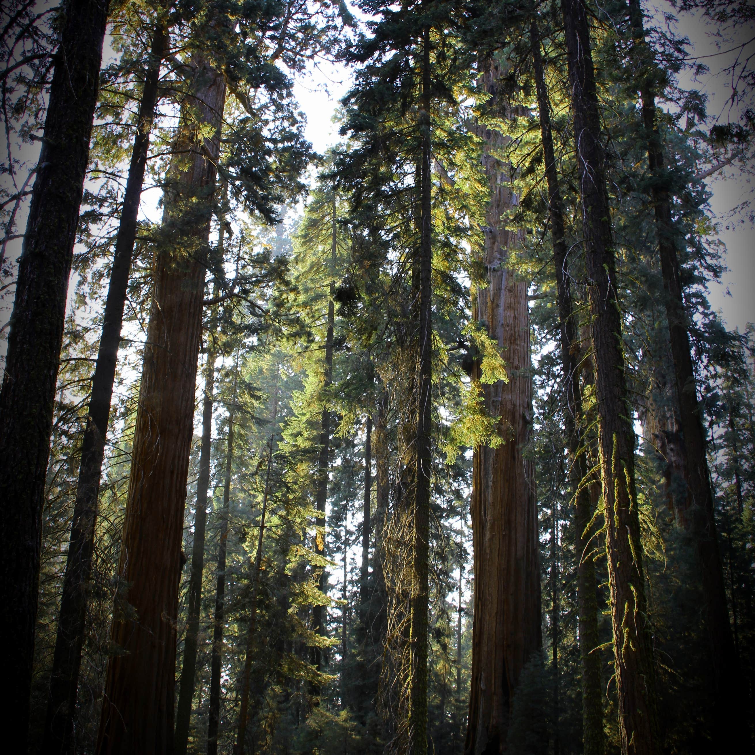 Sequoia RV Ranch Camping | The Dyrt