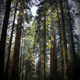 Sequoia RV Ranch Camping | The Dyrt