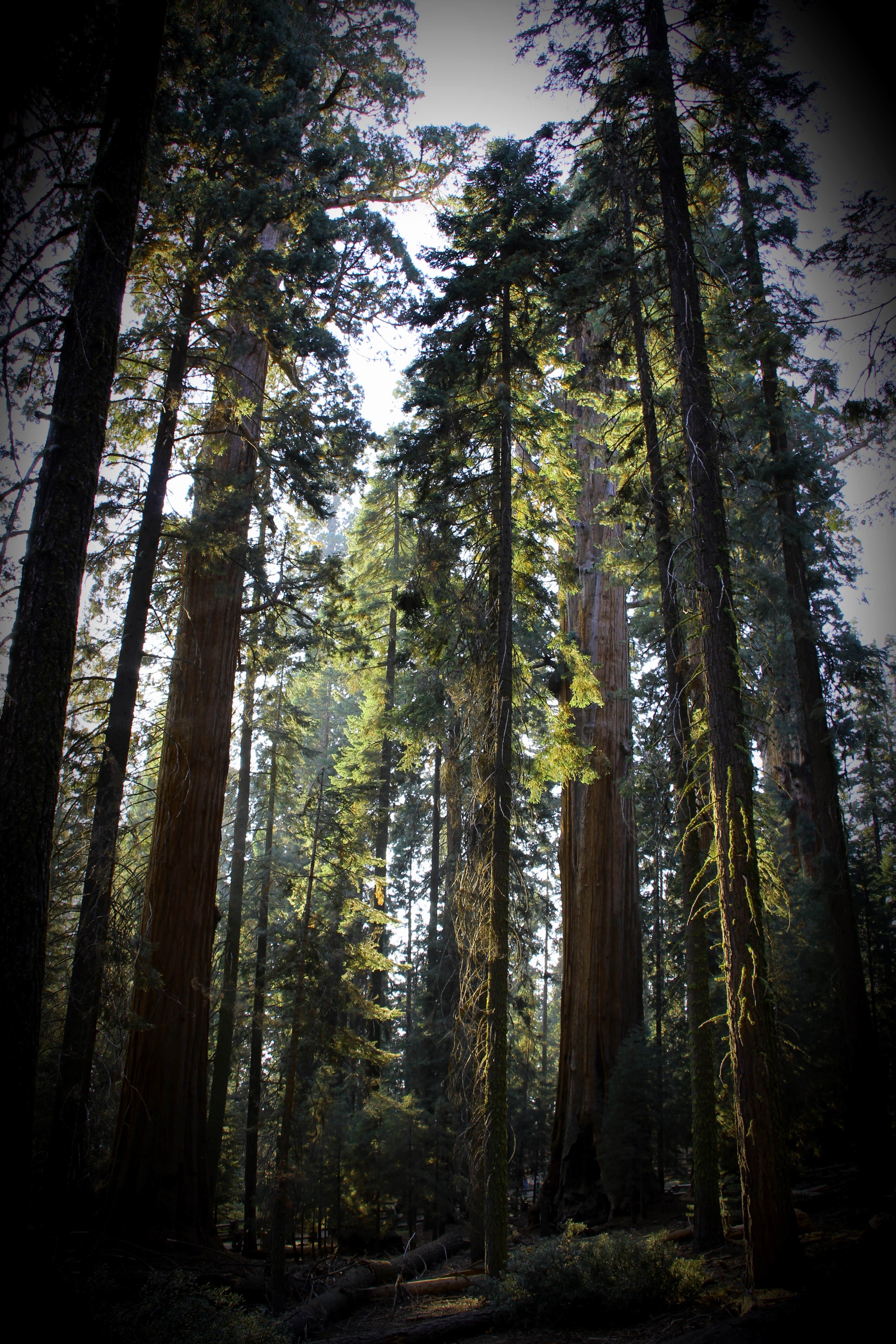 Sequoia RV Ranch | Kaweah, California