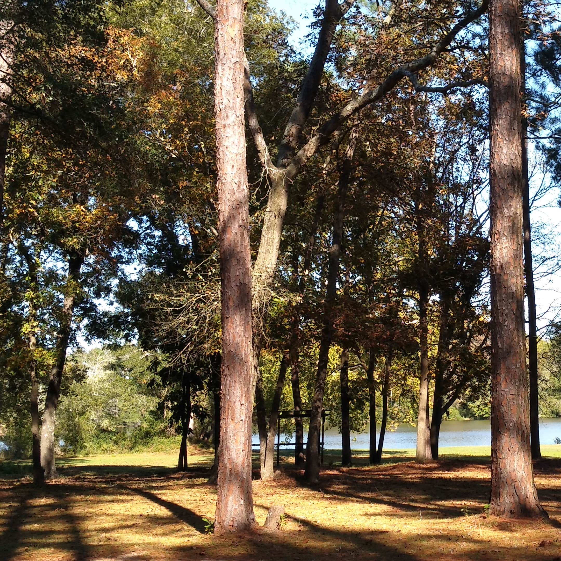 Bass Lake Campground Camping | The Dyrt