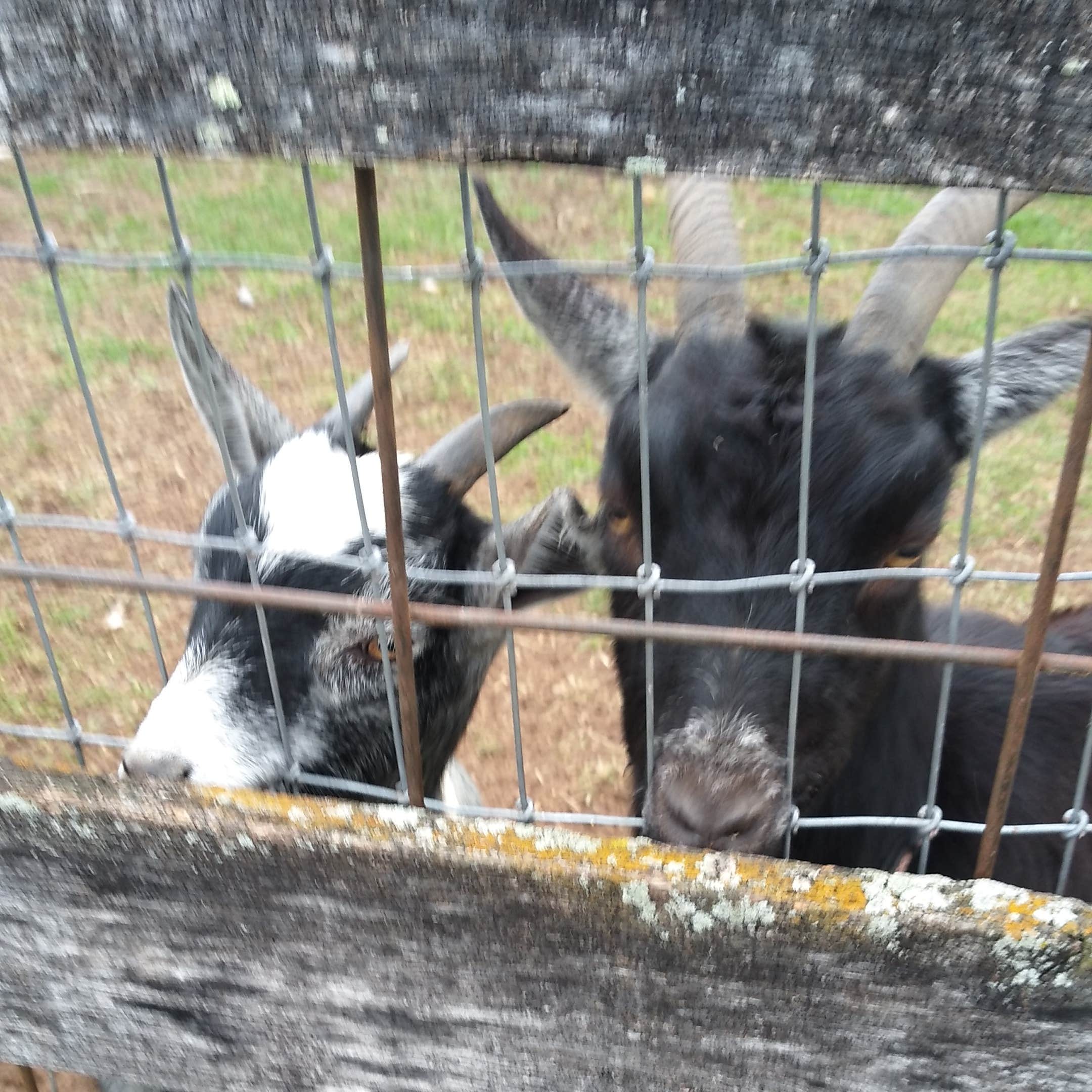Thousand Trails Gettysburg Farm Camping | Dover, PA