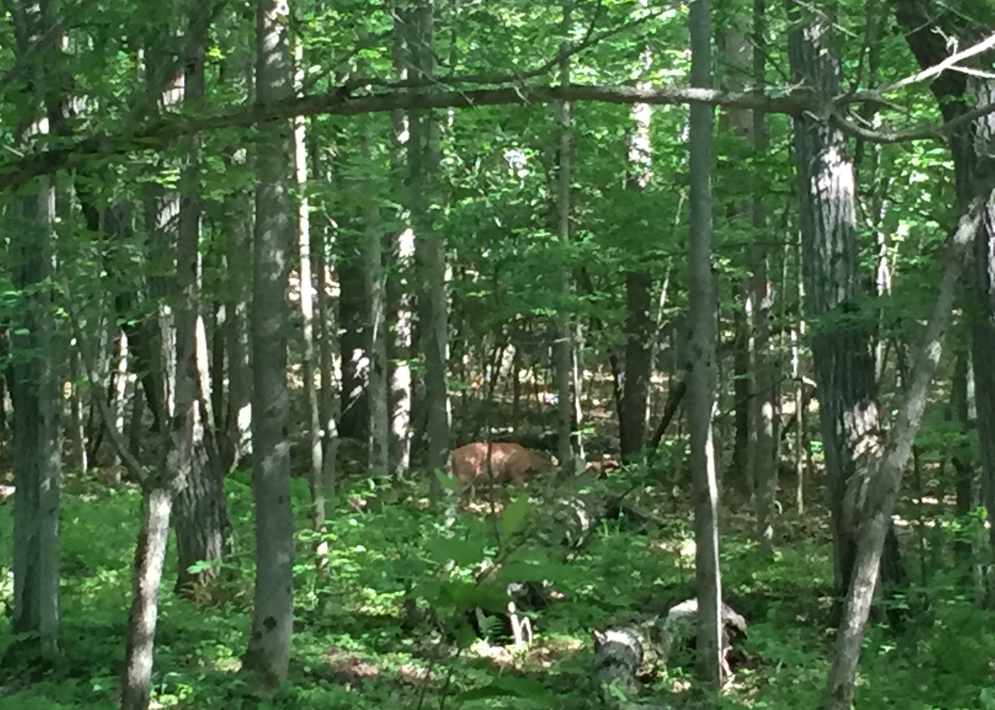 Leonard Harrison State Park Campground Camping | The Dyrt