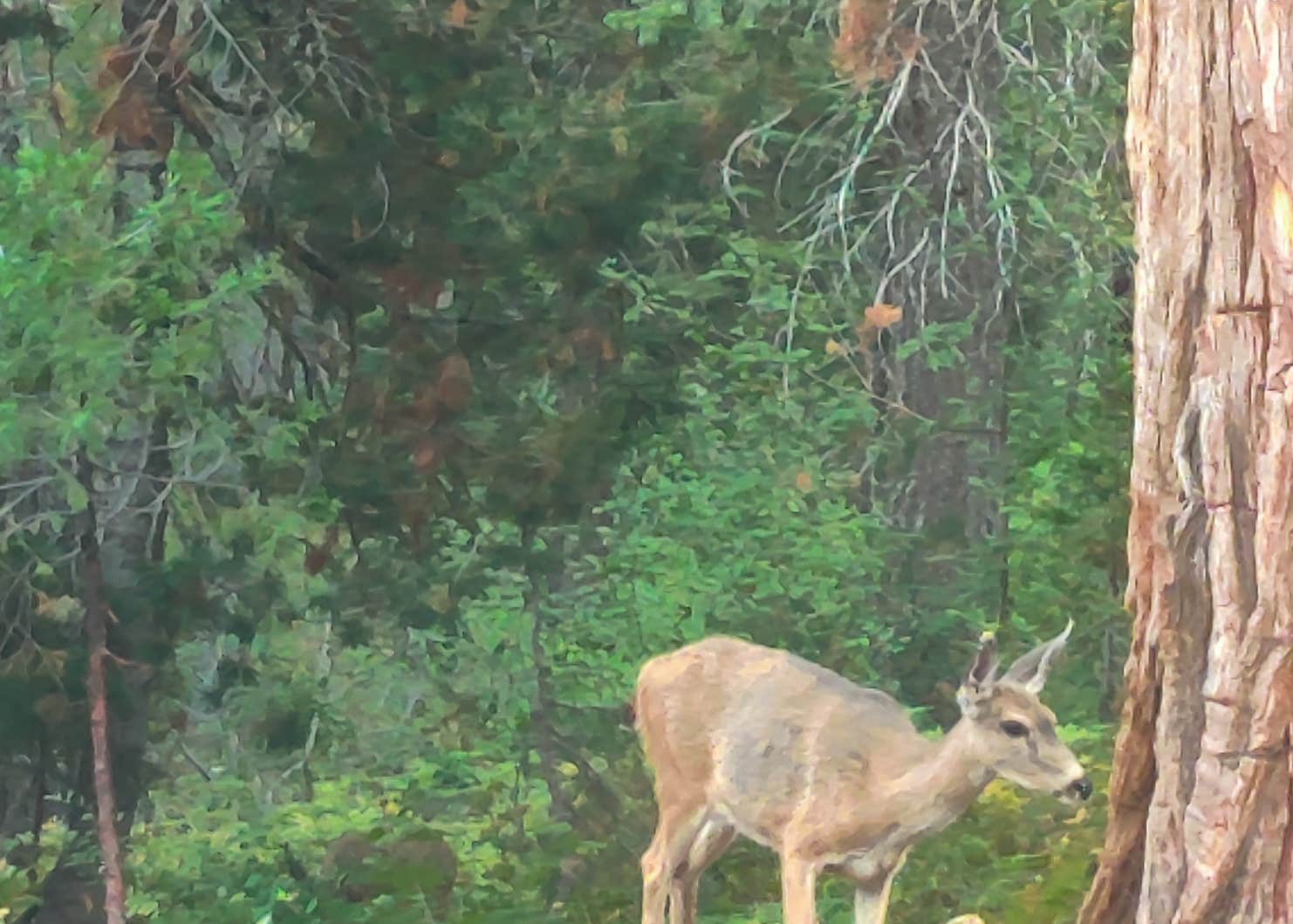Castle Lake Campground Camping | The Dyrt