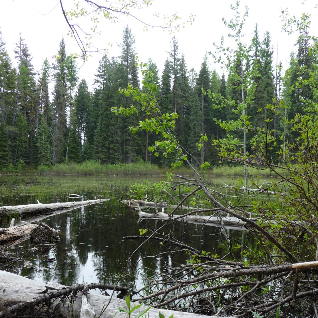 Ponderosa State Park Camping | The Dyrt