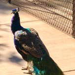 Steckel Park Camping | The Dyrt